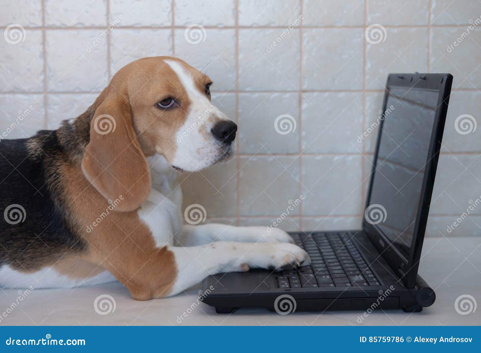 Beagle with laptop stock photo. Image of indoors, black - 85759786