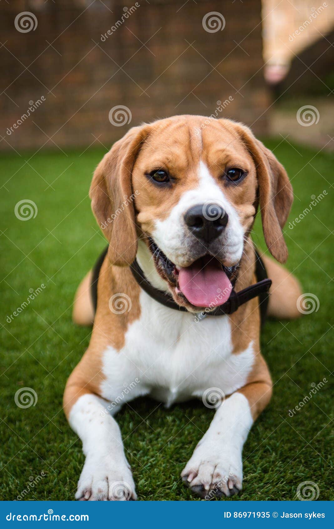 Beagle Laying Down on the Grass Stock Image - Image of domestic ...