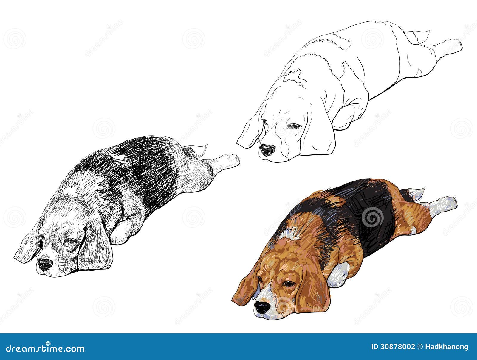 Beagle stock vector. Illustration of drawing, hound, spotted - 30878002