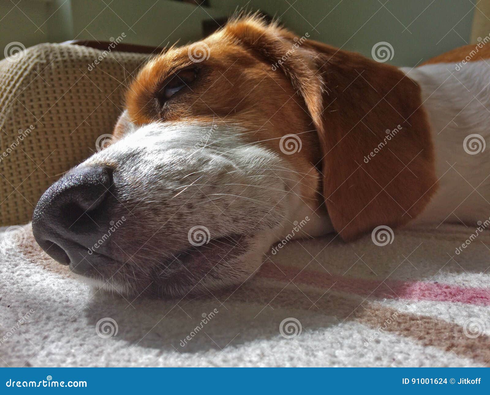 Beagle Laying Down on Sofa. Stock Photo - Image of mammal, sofa: 91001624
