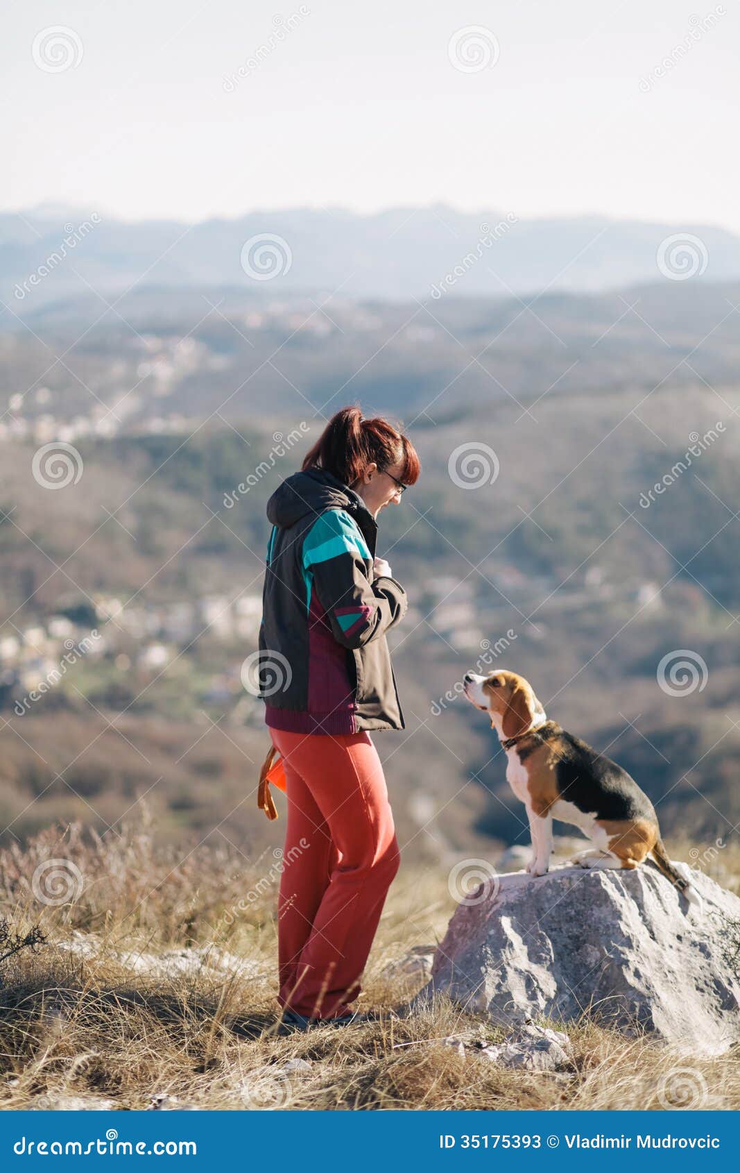 Beagle learning stock image. Image of training, grass - 35175393
