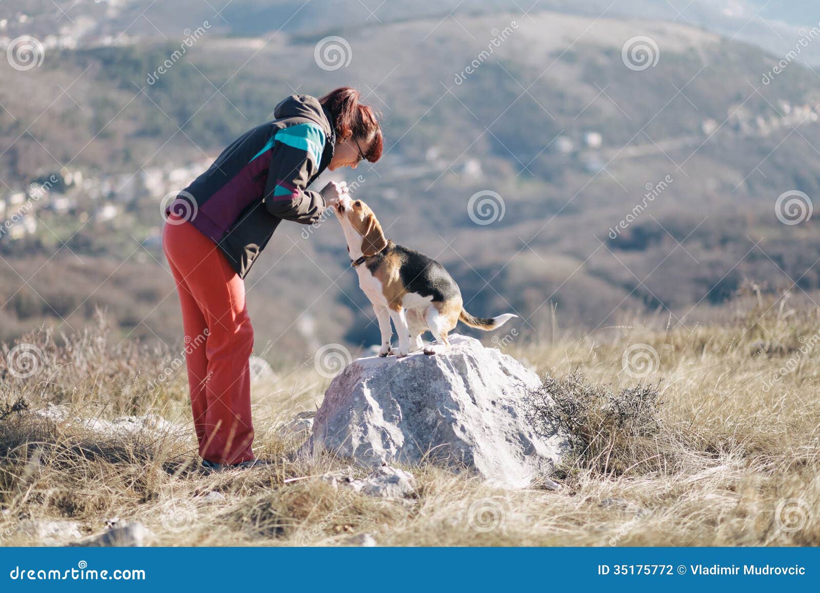 Beagle learning stock photo. Image of trainer, sitting - 35175772