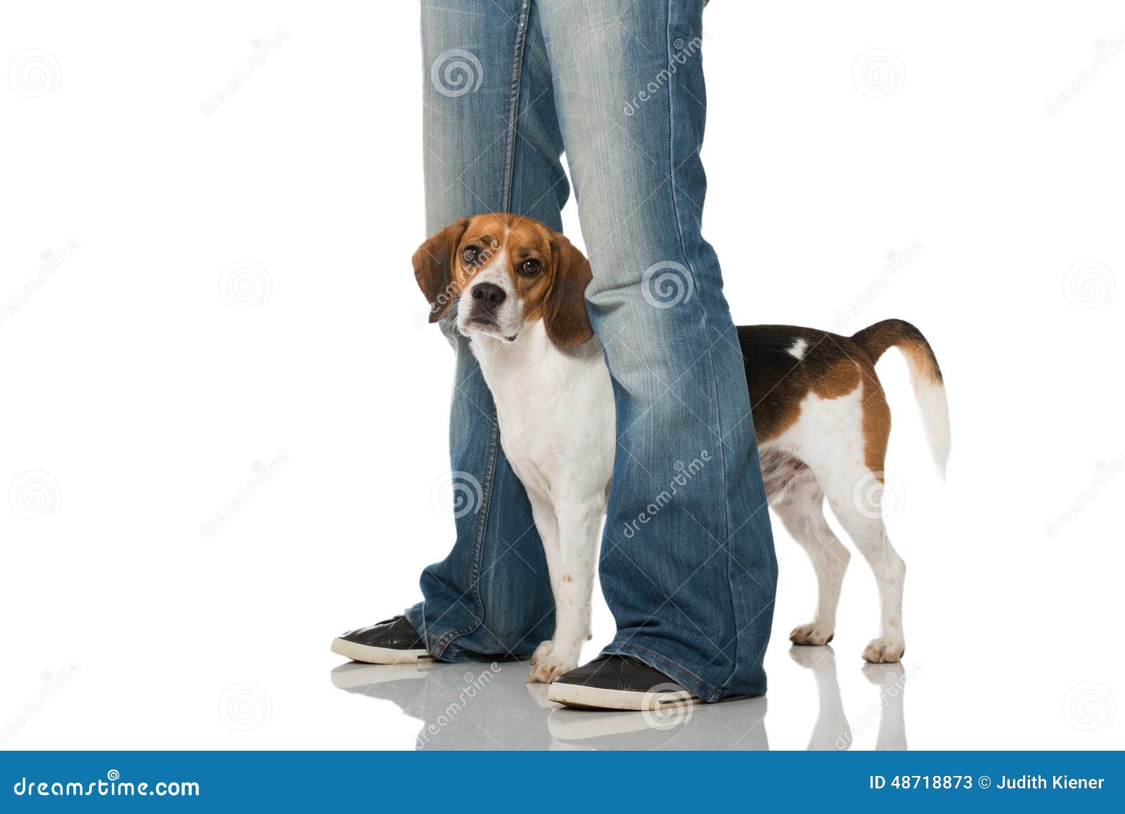 Beagle stock image. Image of learn, obedient, adult, trick - 48718873