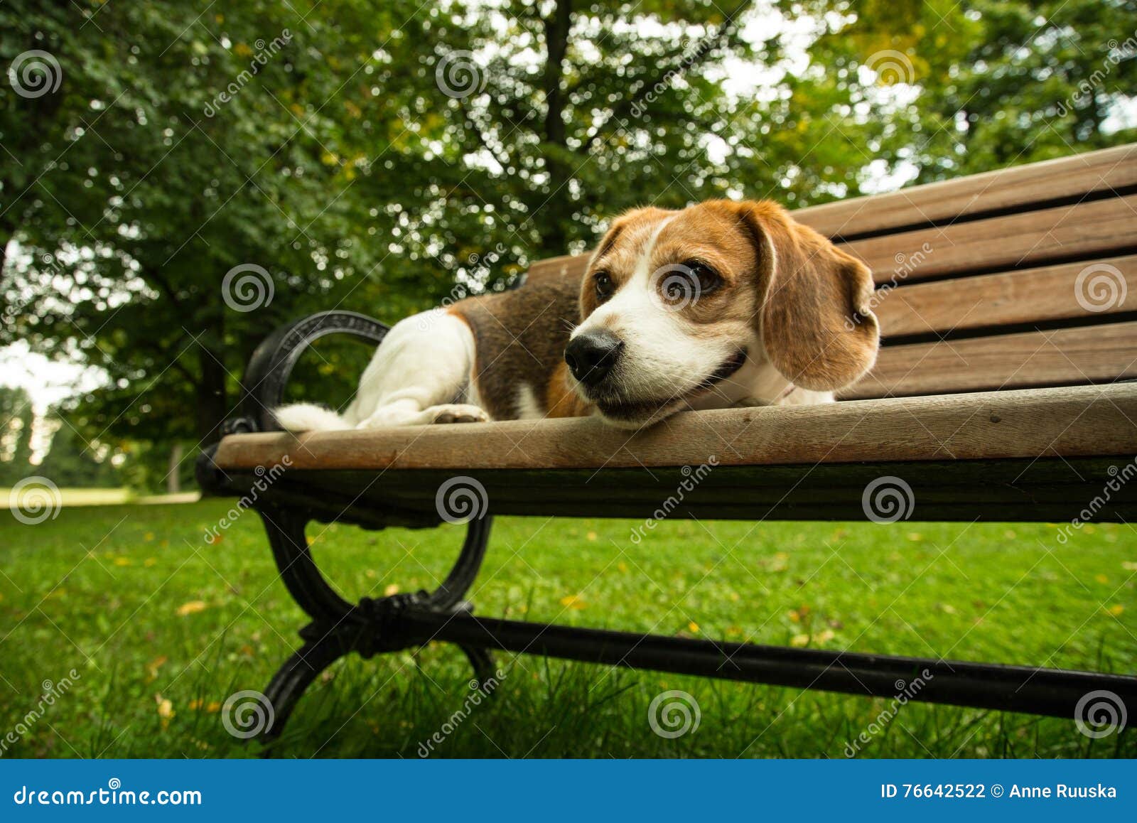 Beagle stock photo. Image of enjoying, beagle, gardenstair - 76642522