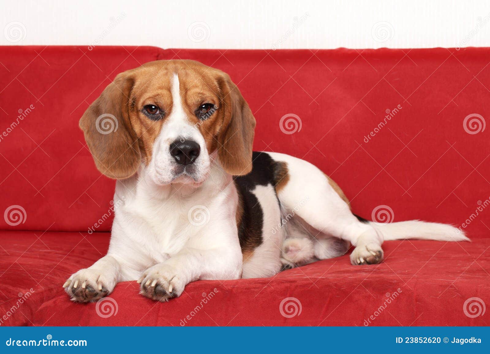 Beagle lies on red sofa stock photo. Image of hound, hunter - 23852620