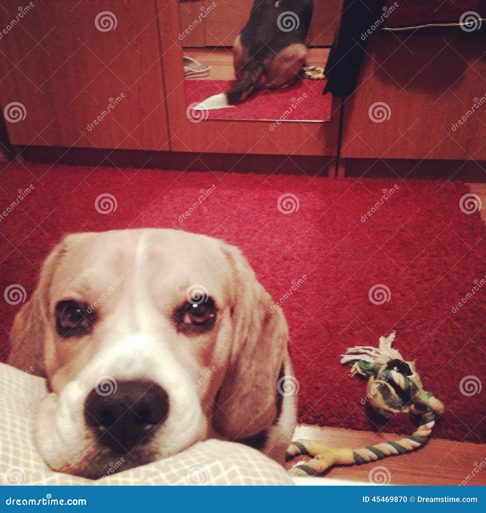 Beagle love stock photo. Image of puppy, eyeliner, eyes - 45469870