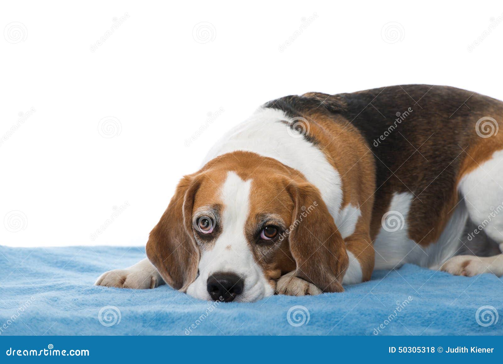 Beagle stock photo. Image of beagle, space, tired, white - 50305318