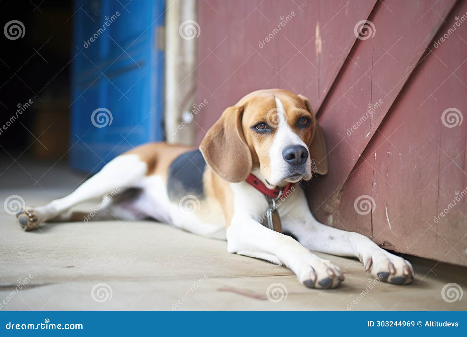 Beagle Lying Down at the Threshold of a Barn Door Stock Illustration ...