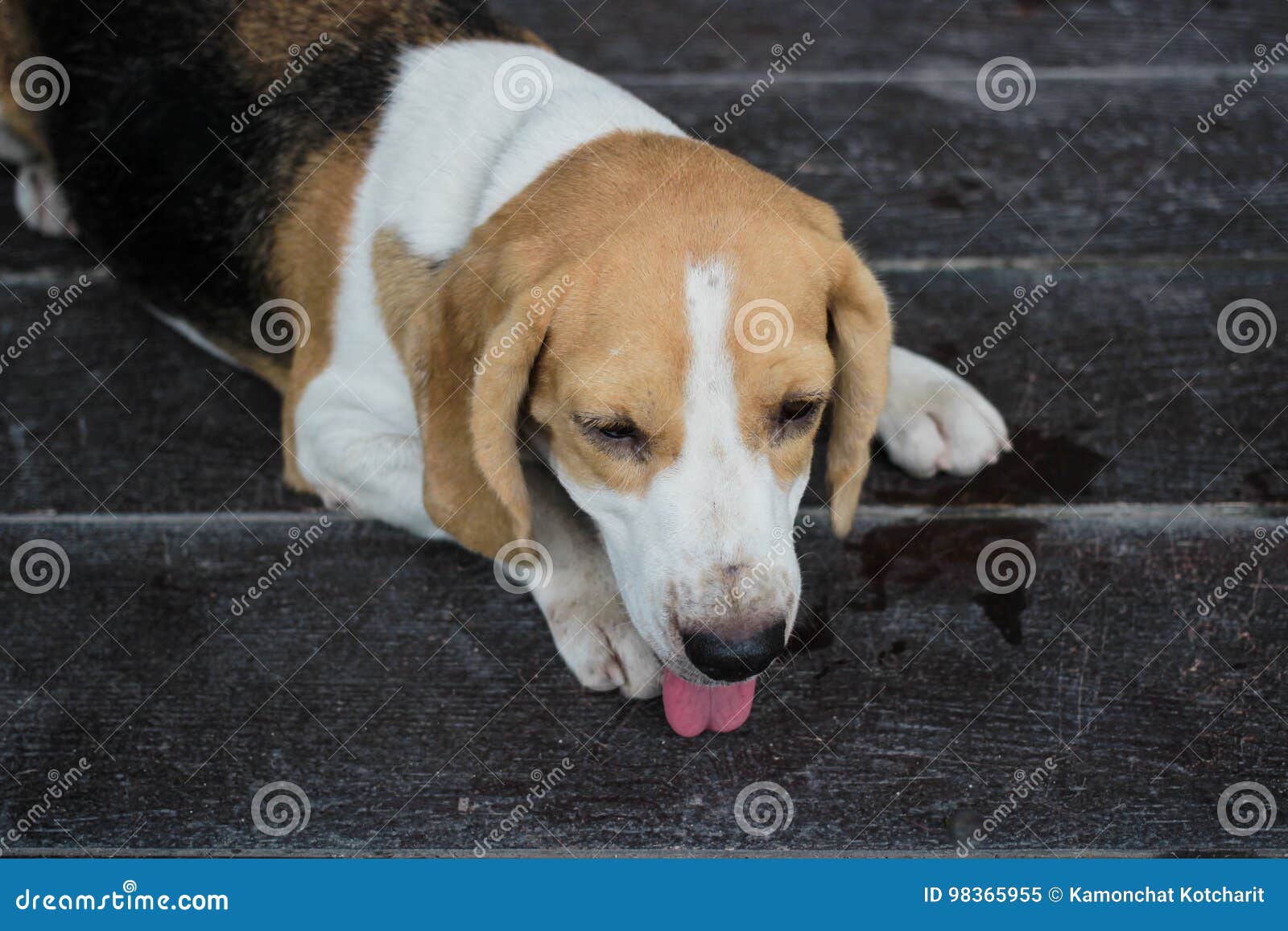 Beagle lying on the floor. stock image. Image of outdoor - 98365955