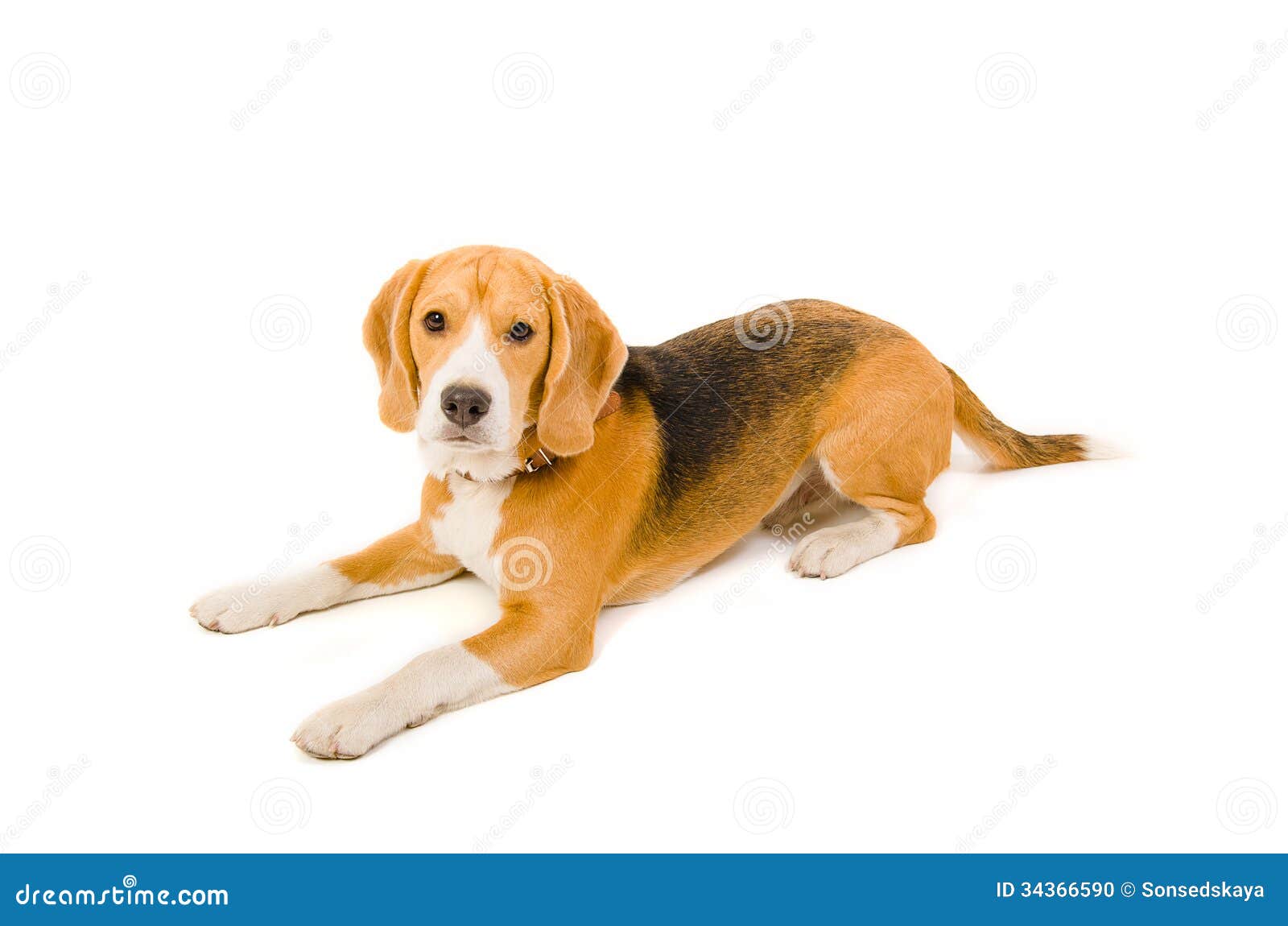 Beagle Lying In Park Stock Photo | CartoonDealer.com #126732924