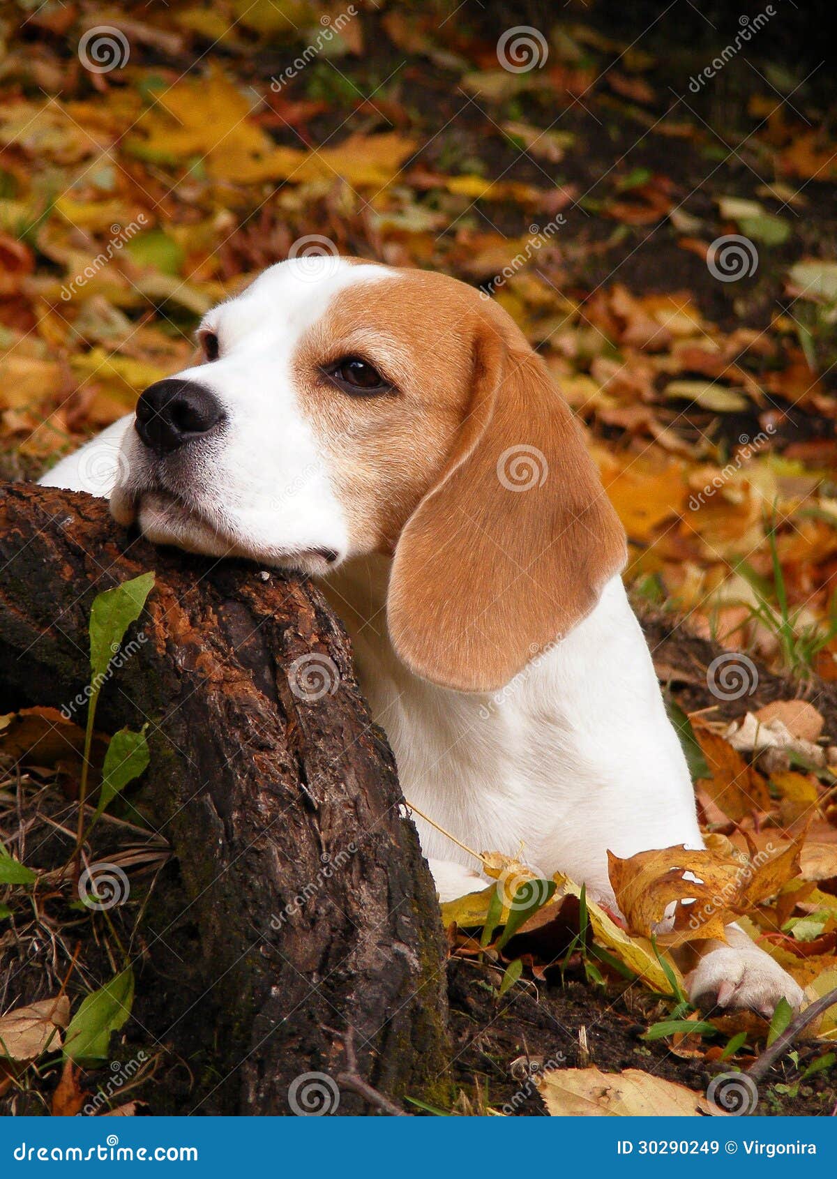Beagle in autumn forest stock image. Image of adorable - 30290249