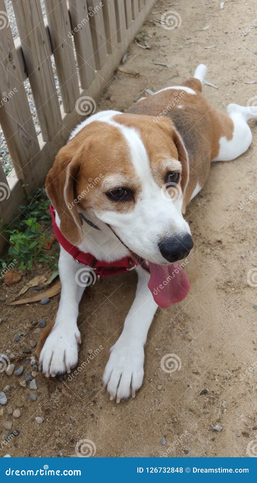 Beagle Lying In Park Stock Image | CartoonDealer.com #126733087