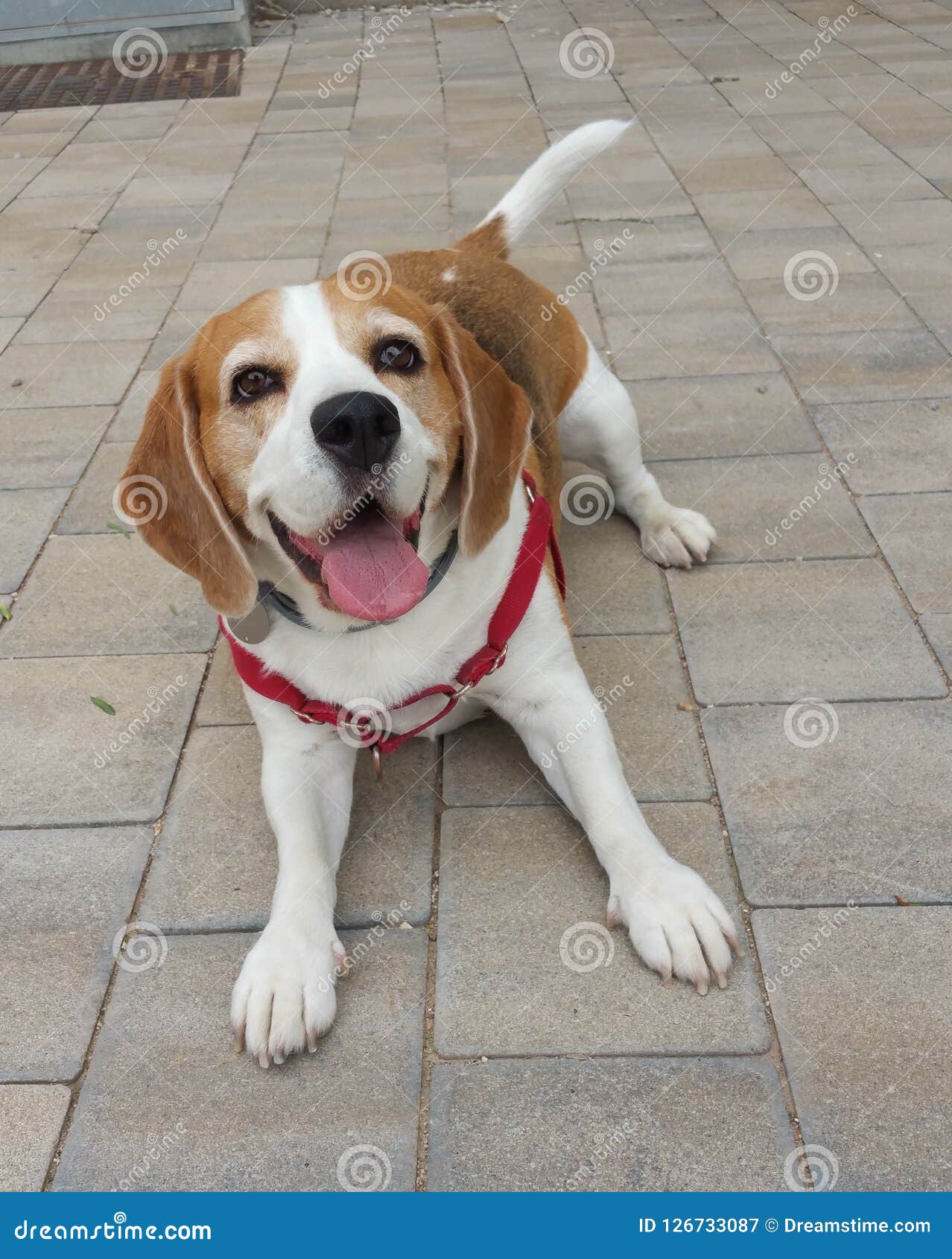 Beagle lying in park stock image. Image of legs, ball - 126733087