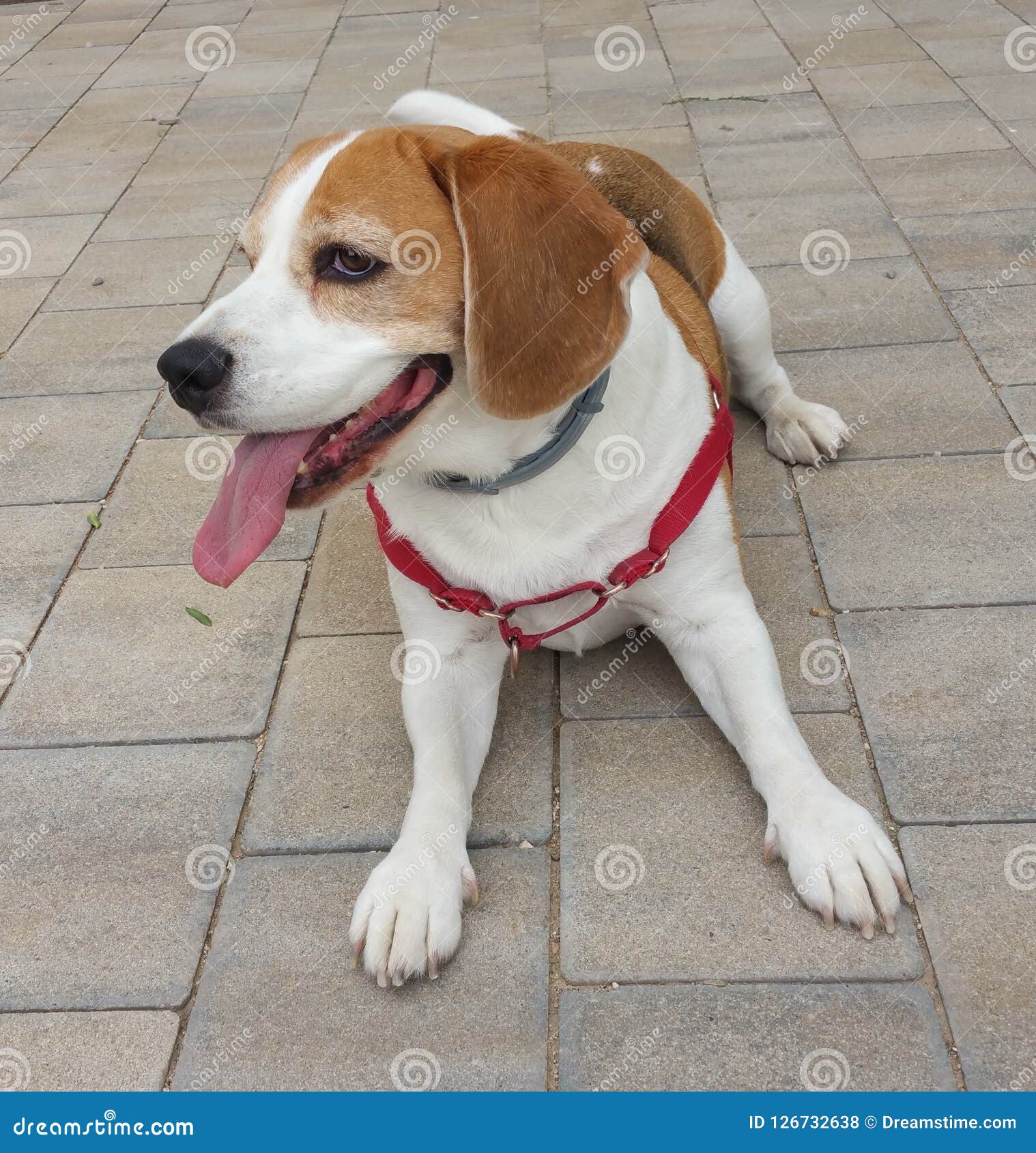 Beagle Lying In Park Stock Photo | CartoonDealer.com #126732924