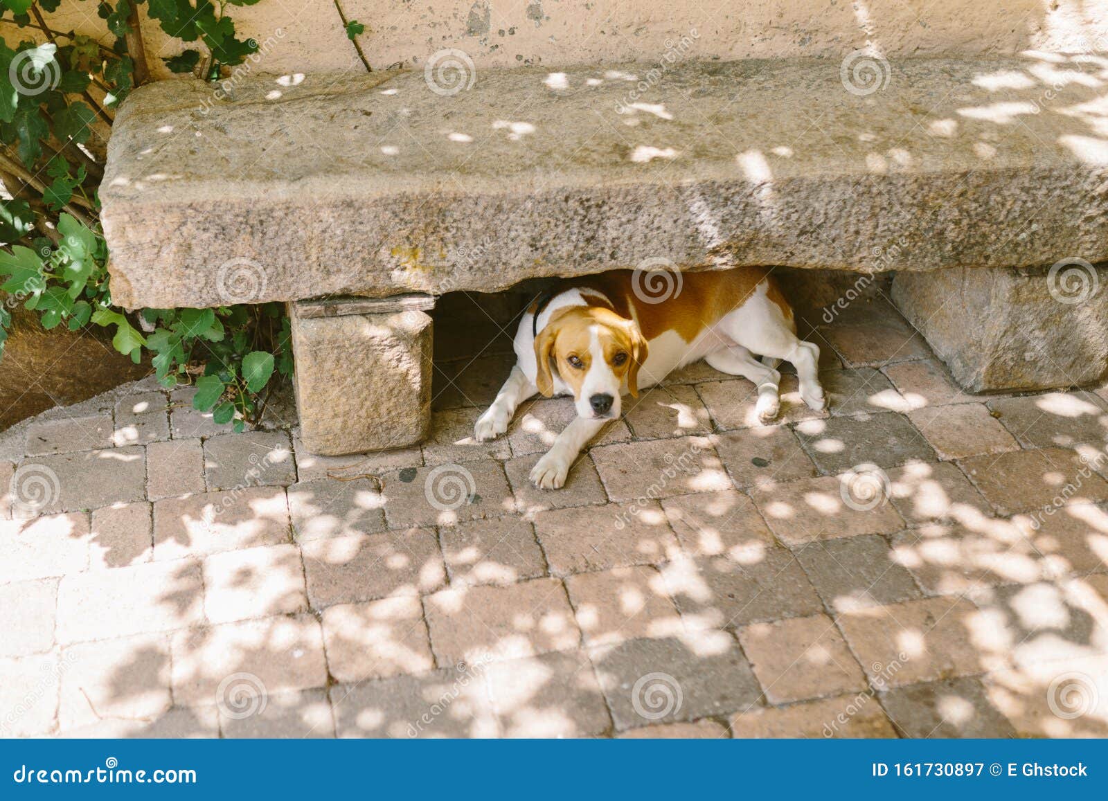 Beagle Lying Under a Stone Bench in a Rustic Village. White and Brown ...