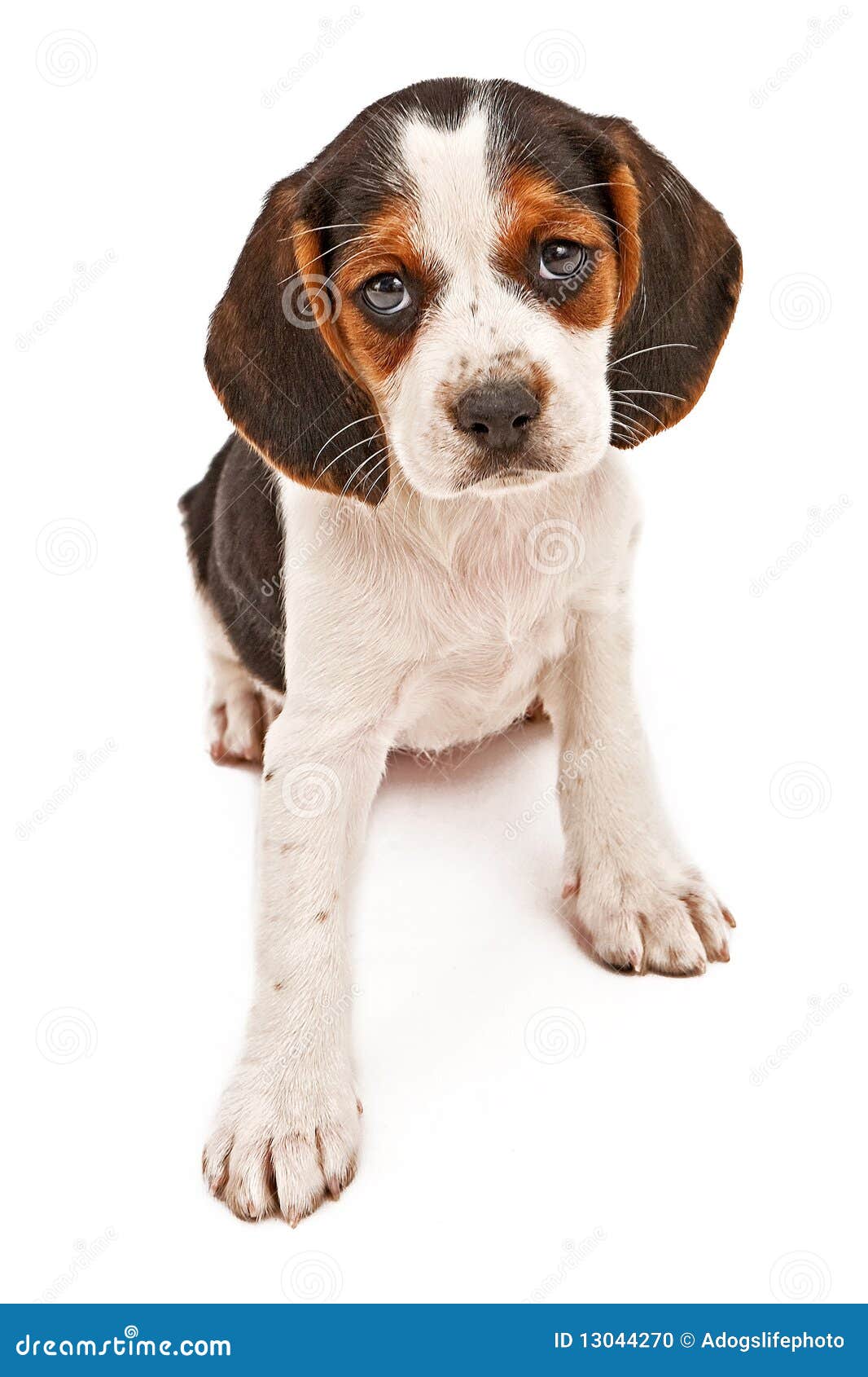 Beagle Mix Puppy Looking Forward Stock Photo - Image of purebreed ...