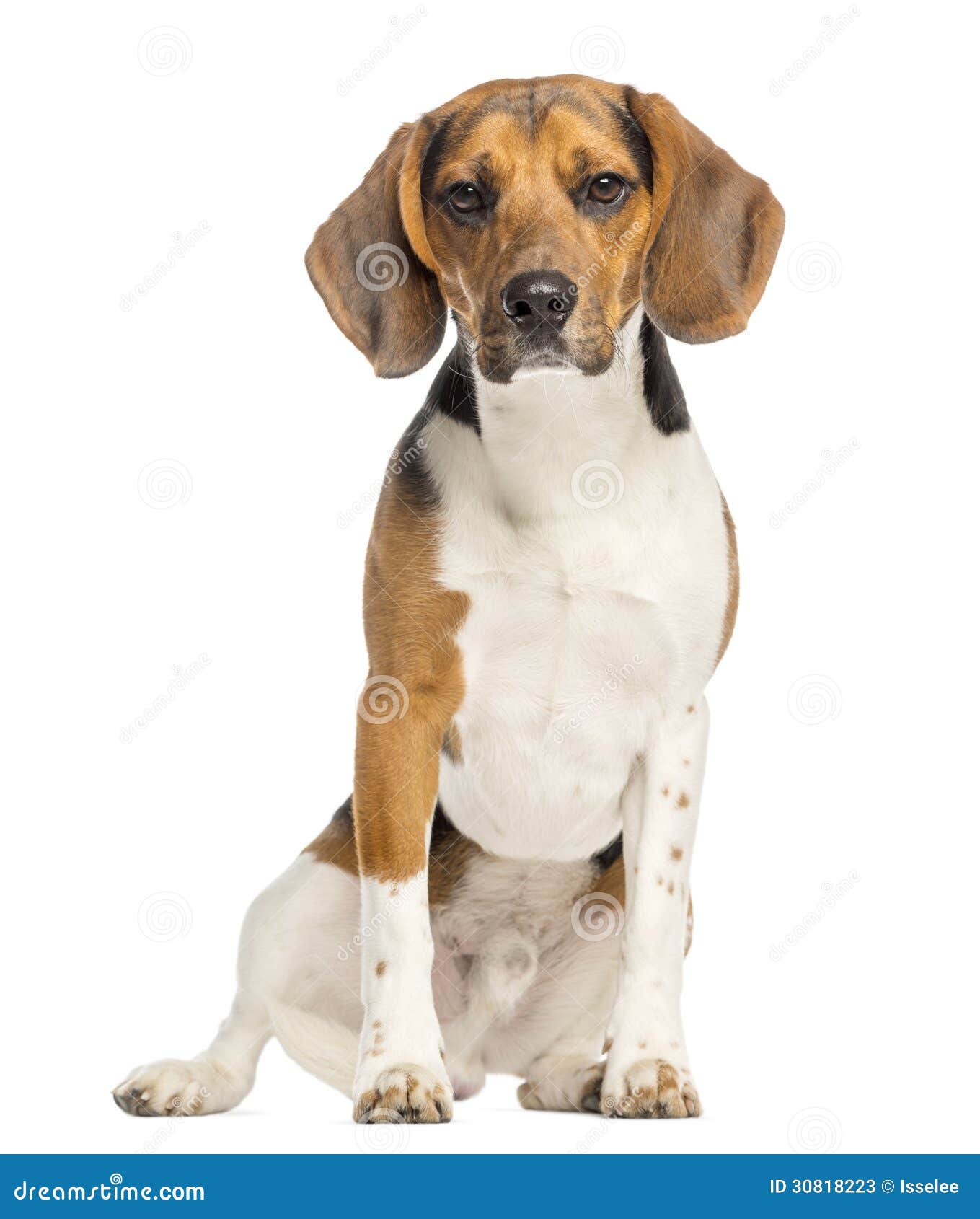 Beagle,11 Months Old, Sitting and Facing Stock Image - Image of mammal ...