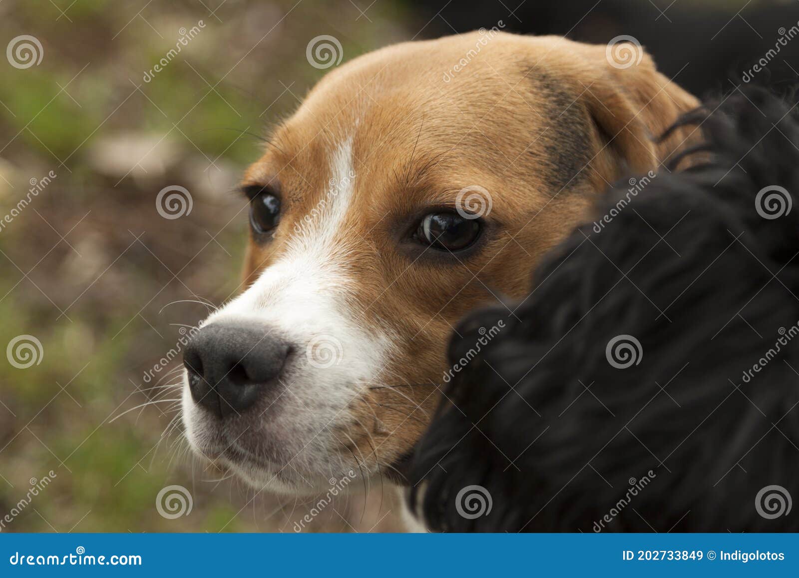 Beagle Muzzle Sticks Out from Behind a Head Stock Image - Image of gaze ...