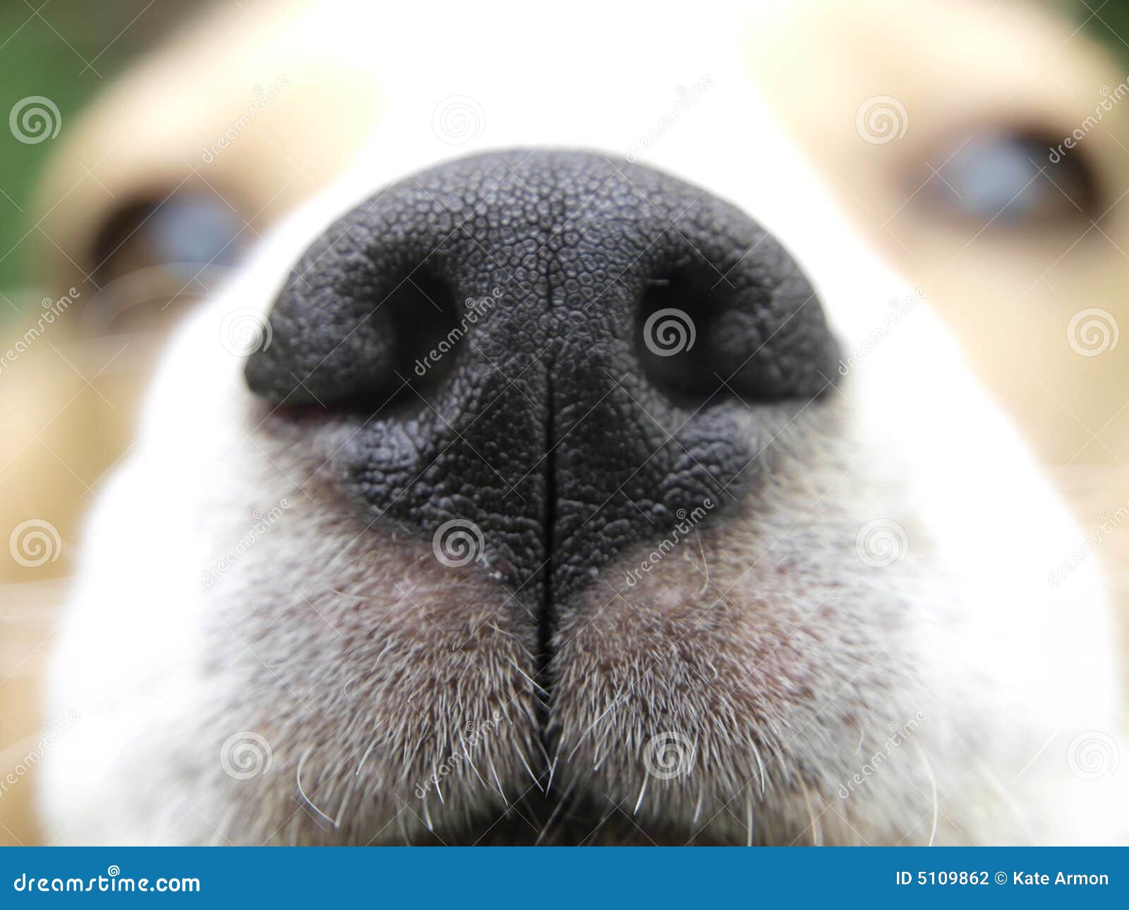 Beagle nose stock photo. Image of furry, puppy, cute, animal - 5109862