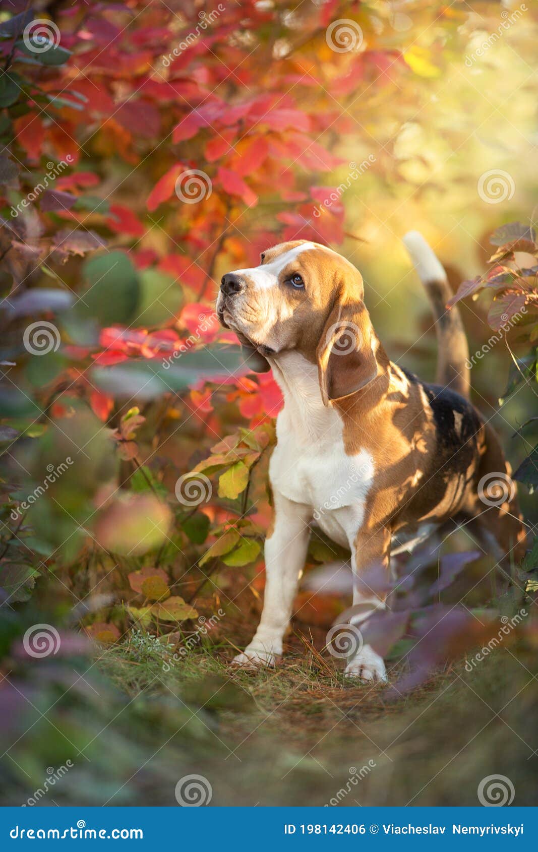 Beagle in fall leaves stock photo. Image of vegetable - 198142406