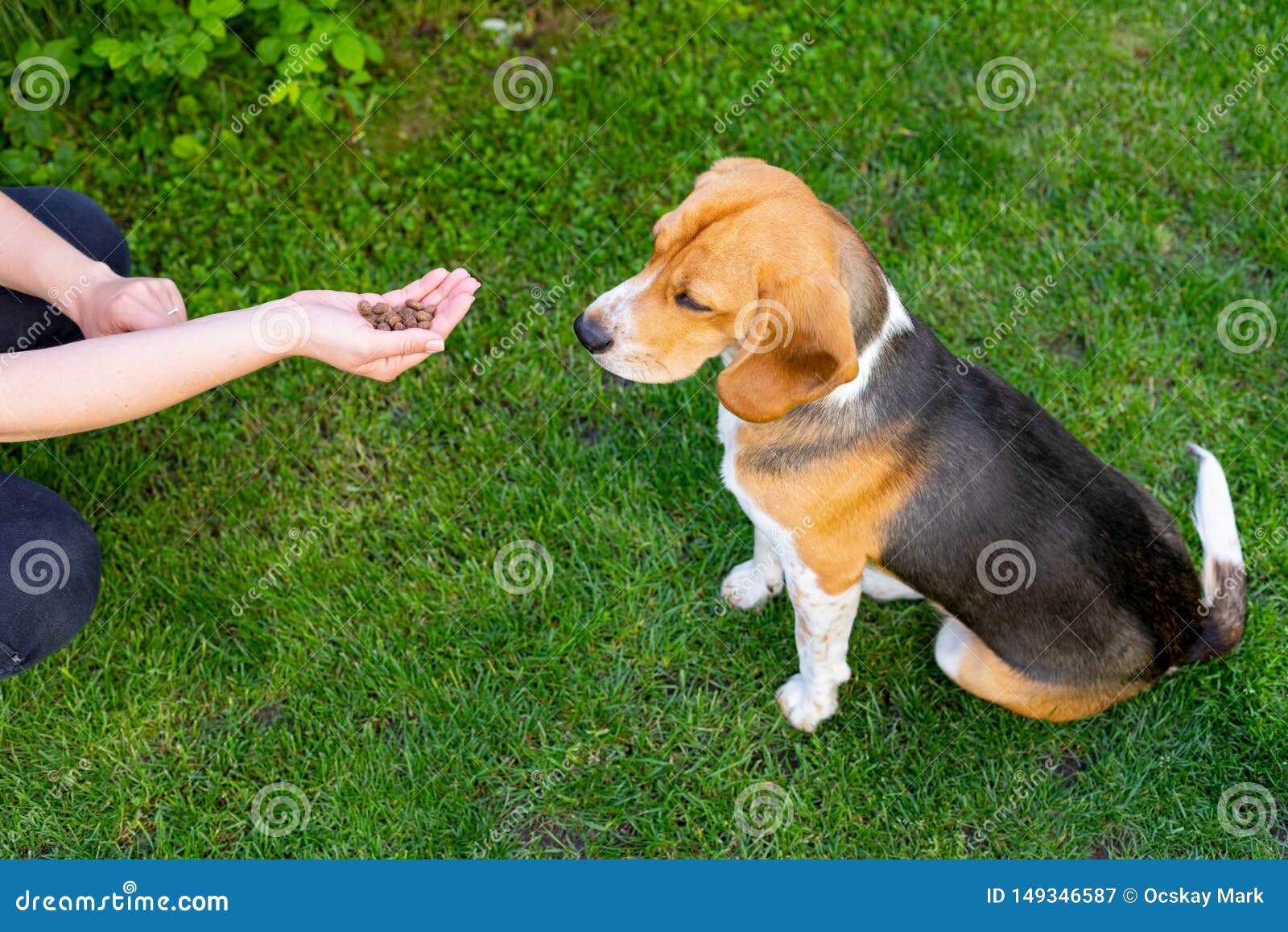 Beagle and owner outdoor stock image. Image of green - 149346587