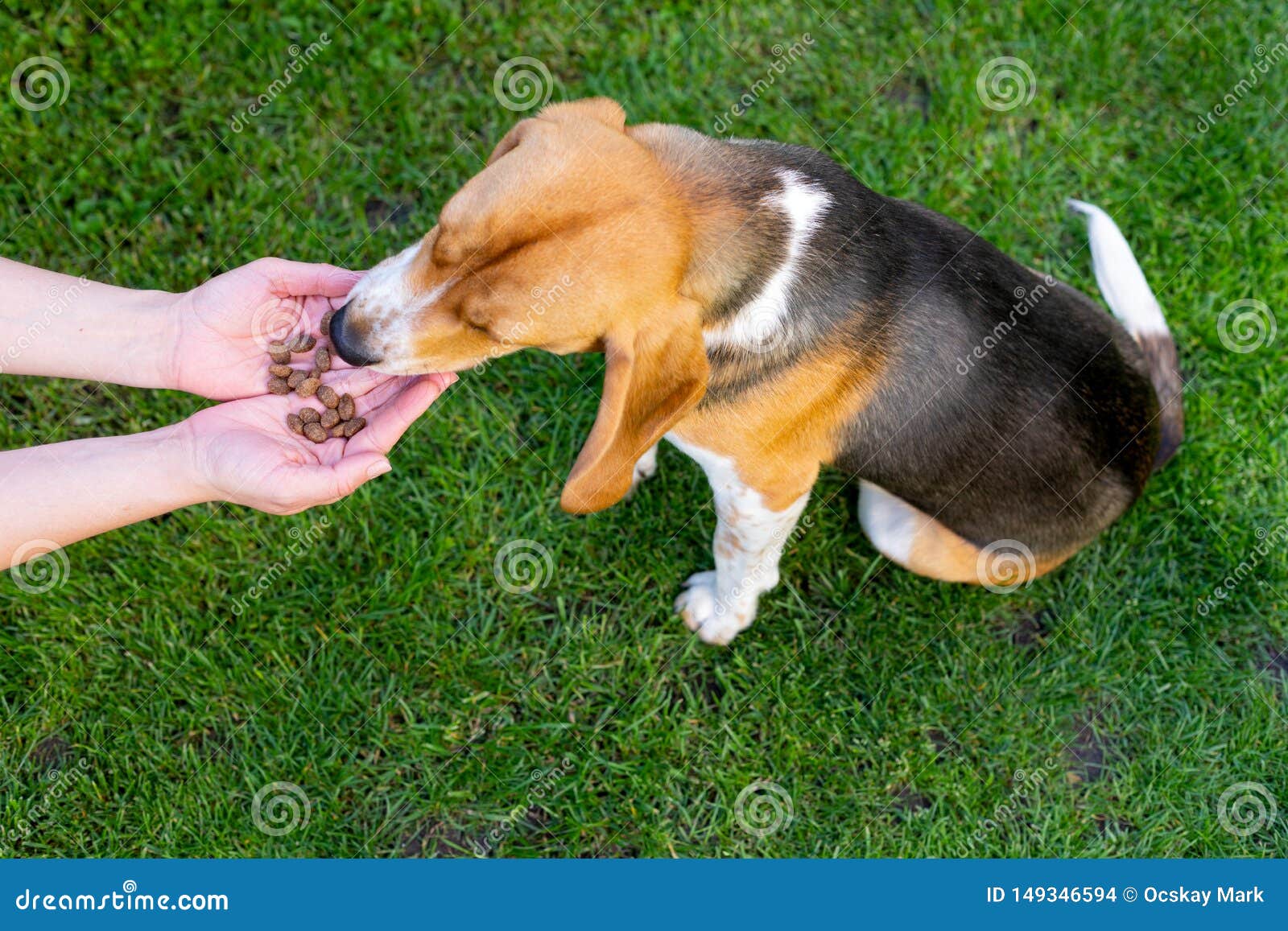 Beagle and owner outdoor stock photo. Image of hound - 149346594