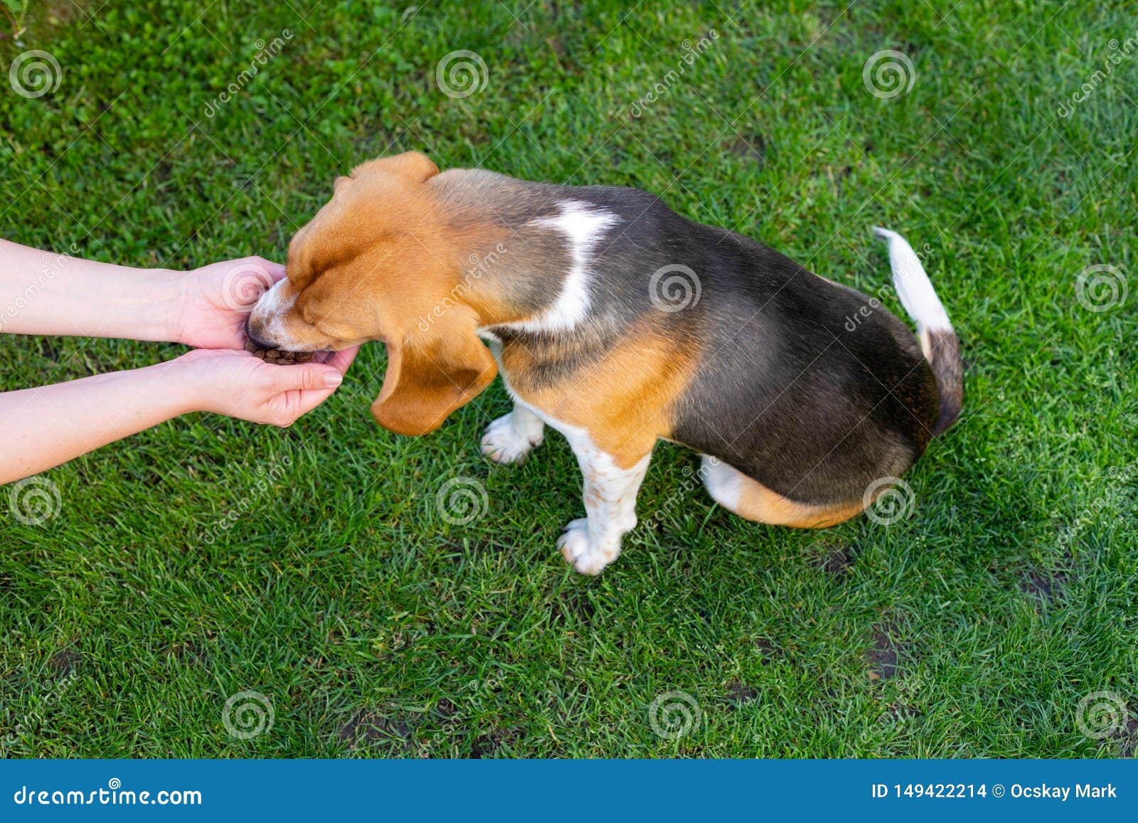 Beagle and owner outdoor stock photo. Image of friendship - 149422214