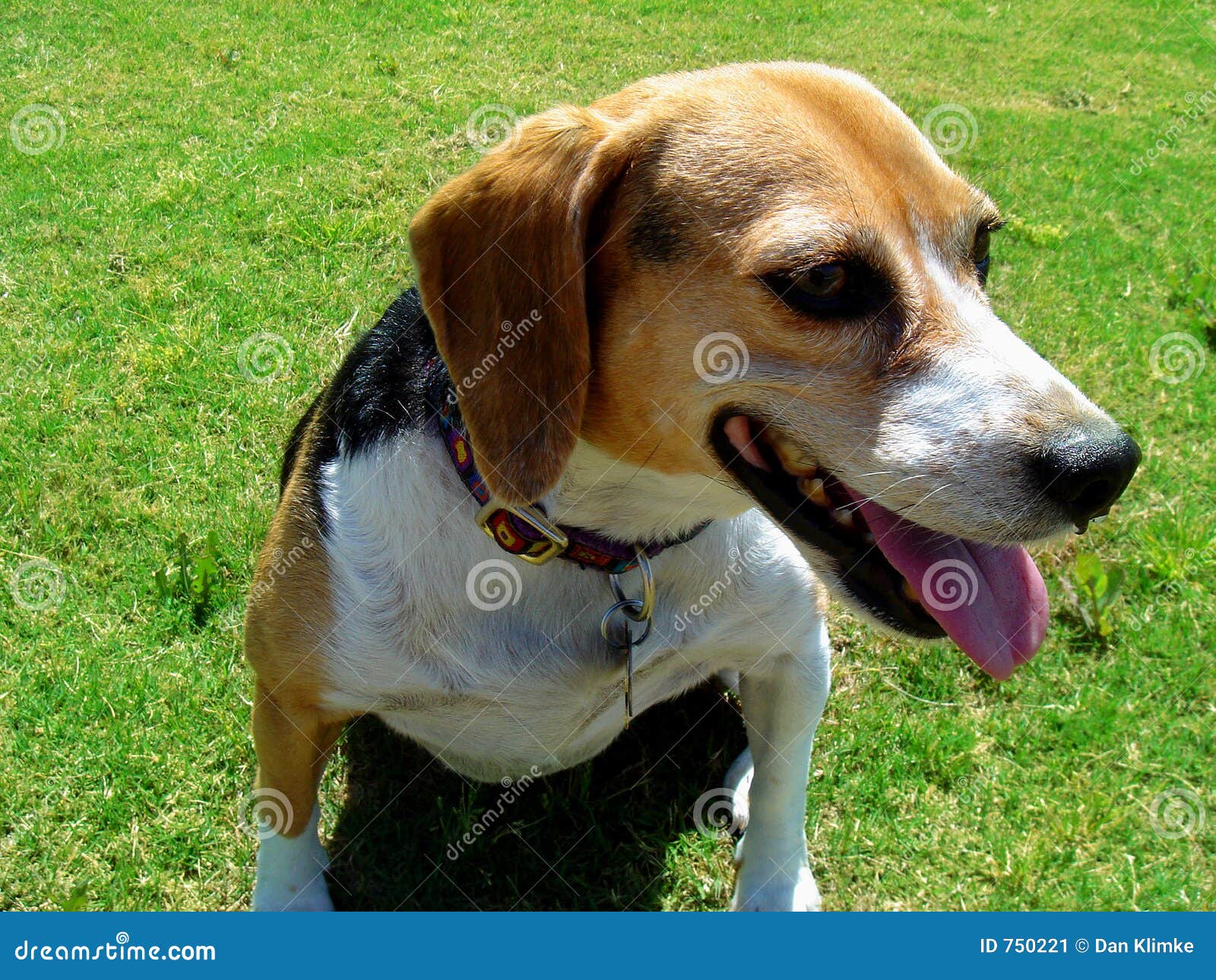 Beagle in the Park stock image. Image of black, grass, woof - 750221