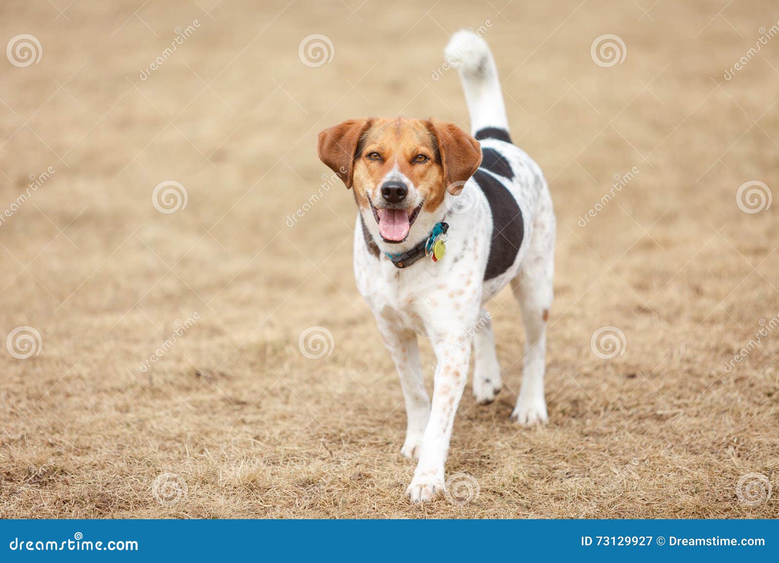 Beagle in the park stock image. Image of outside, friend - 73129927