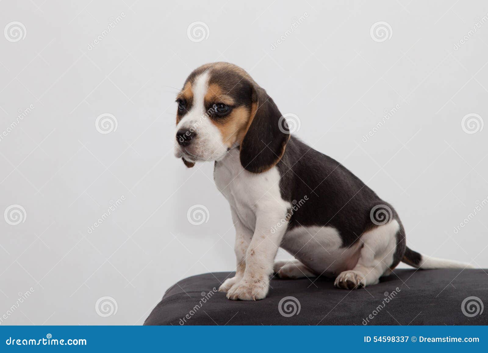 Beagle stock image. Image of ears, nose, pose, studio - 54598337