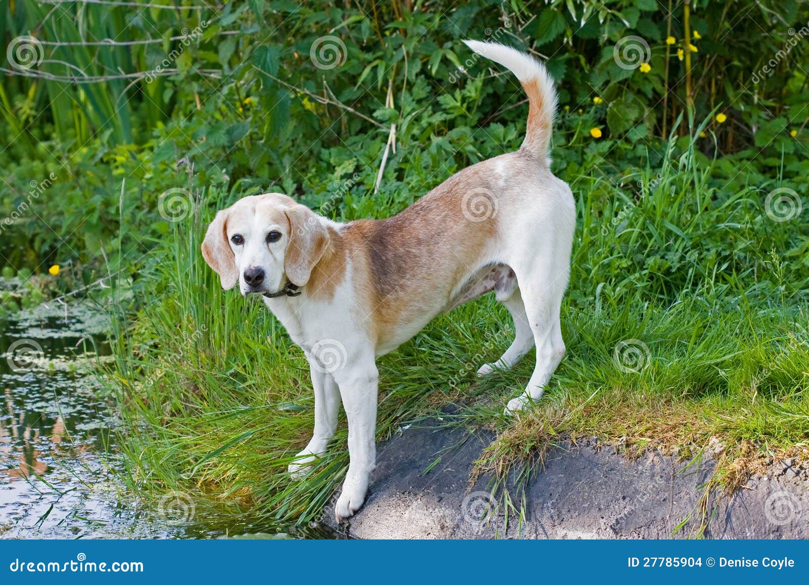 Beagle pies zdjęcie stock. Obraz złożonej z polowanie - 27785904