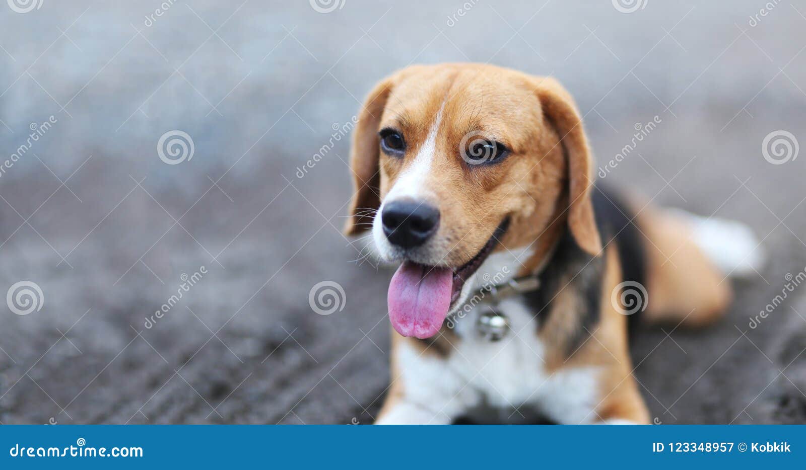 Beagle Pies Siedzi Na Drodze Obraz Stock - Obraz złożonej z traken ...