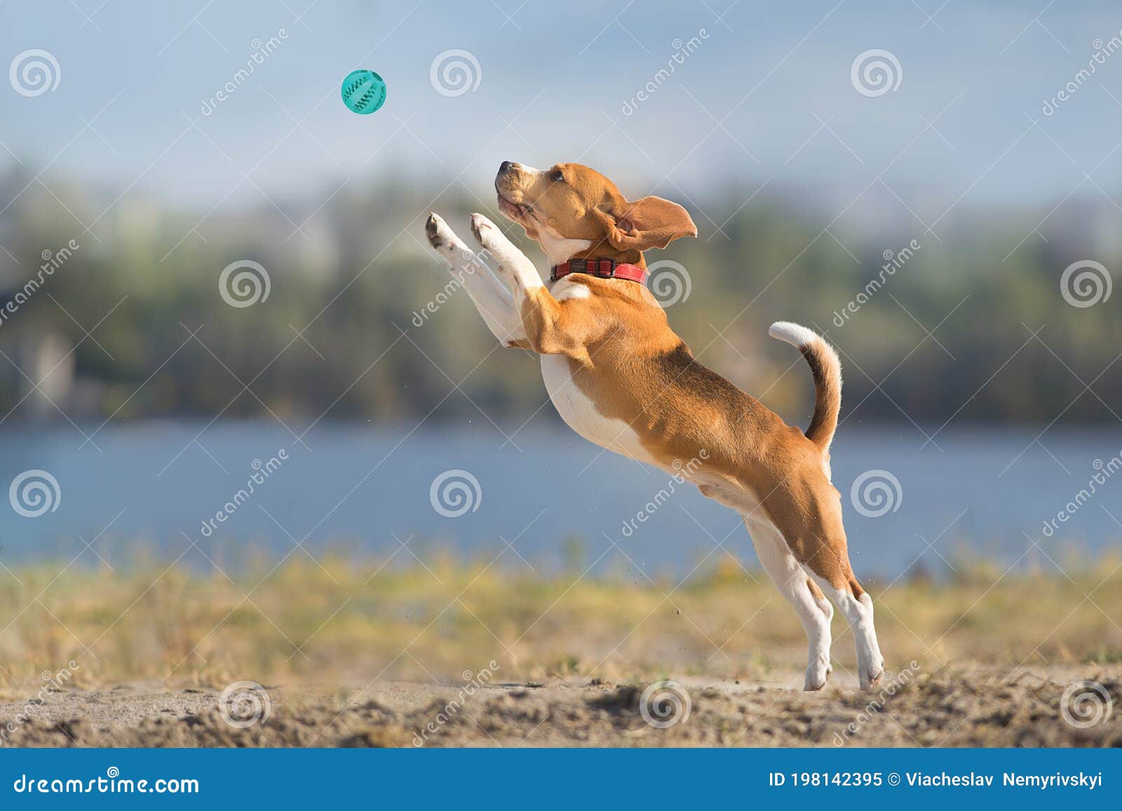 Beagle play with toy stock image. Image of canine, animal - 198142395