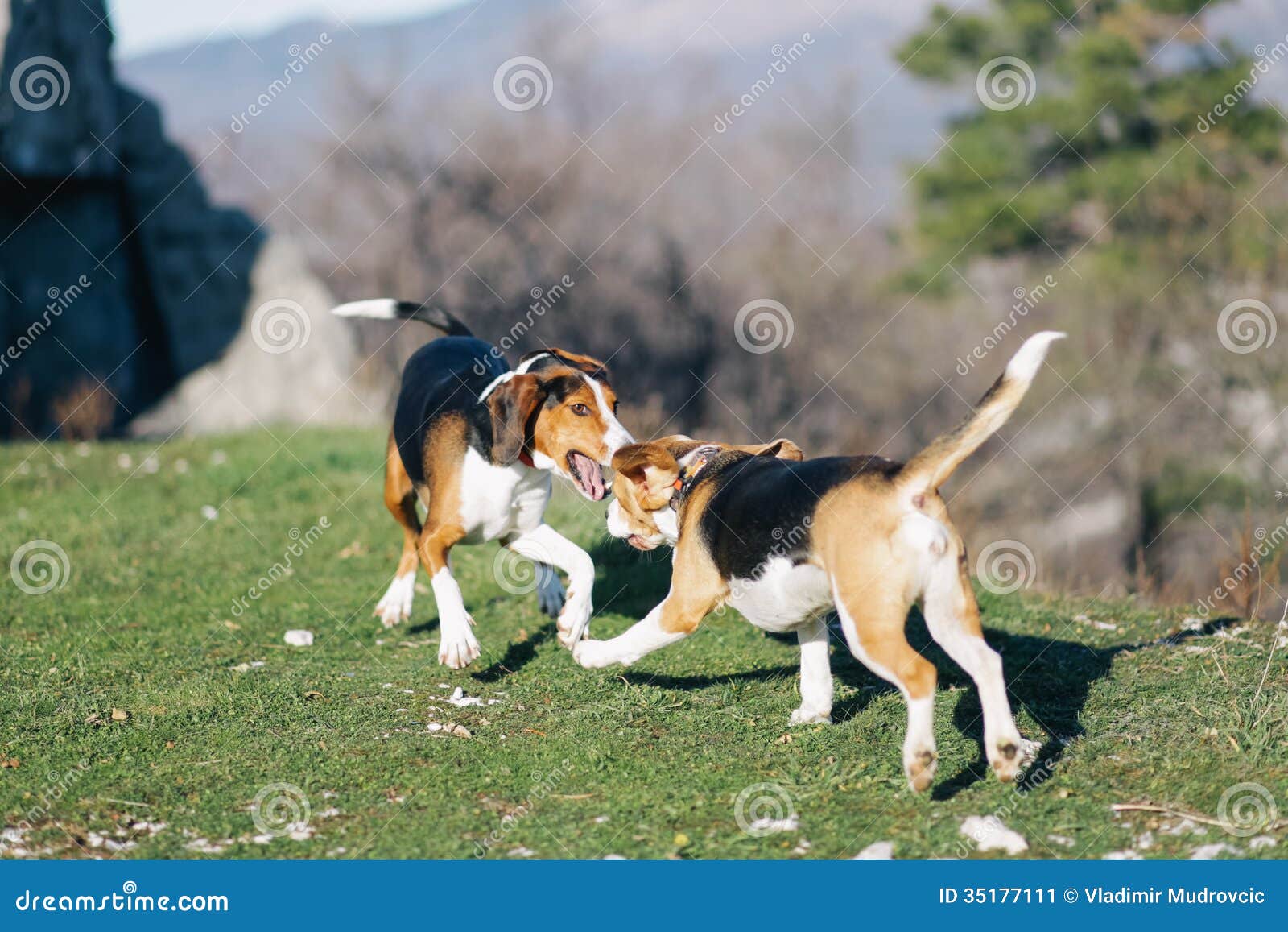 Beagle playing stock image. Image of tail, forrest, rock - 35177111
