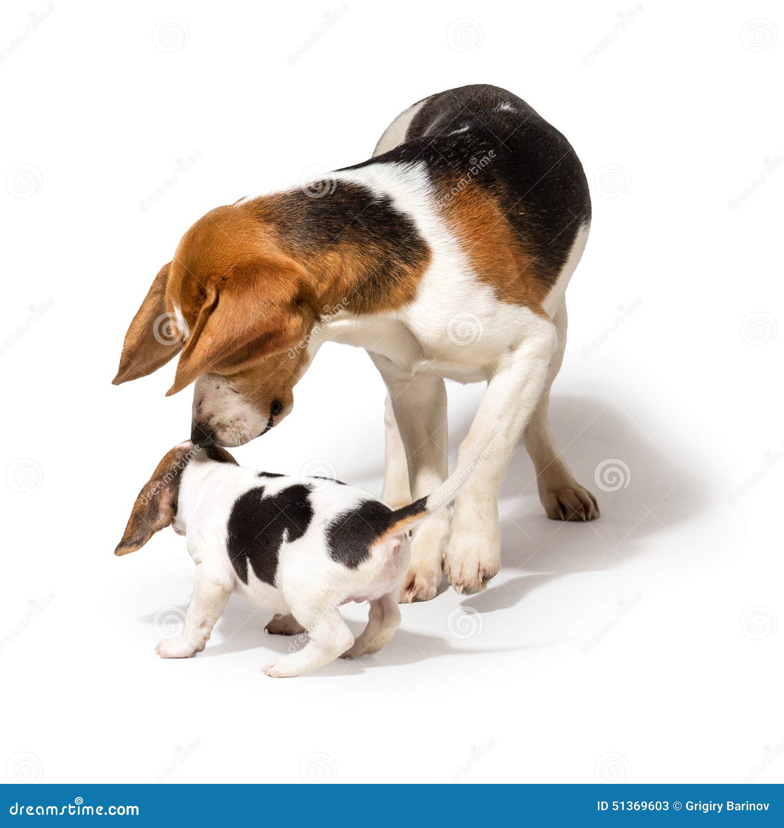 Beagle playing with puppy stock image. Image of playing - 51369603