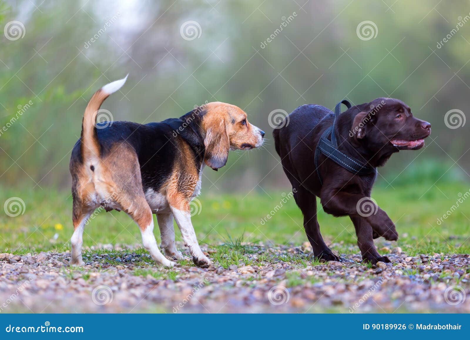 Beagle Plays with a Labrador Puppy Stock Photo - Image of riverside ...