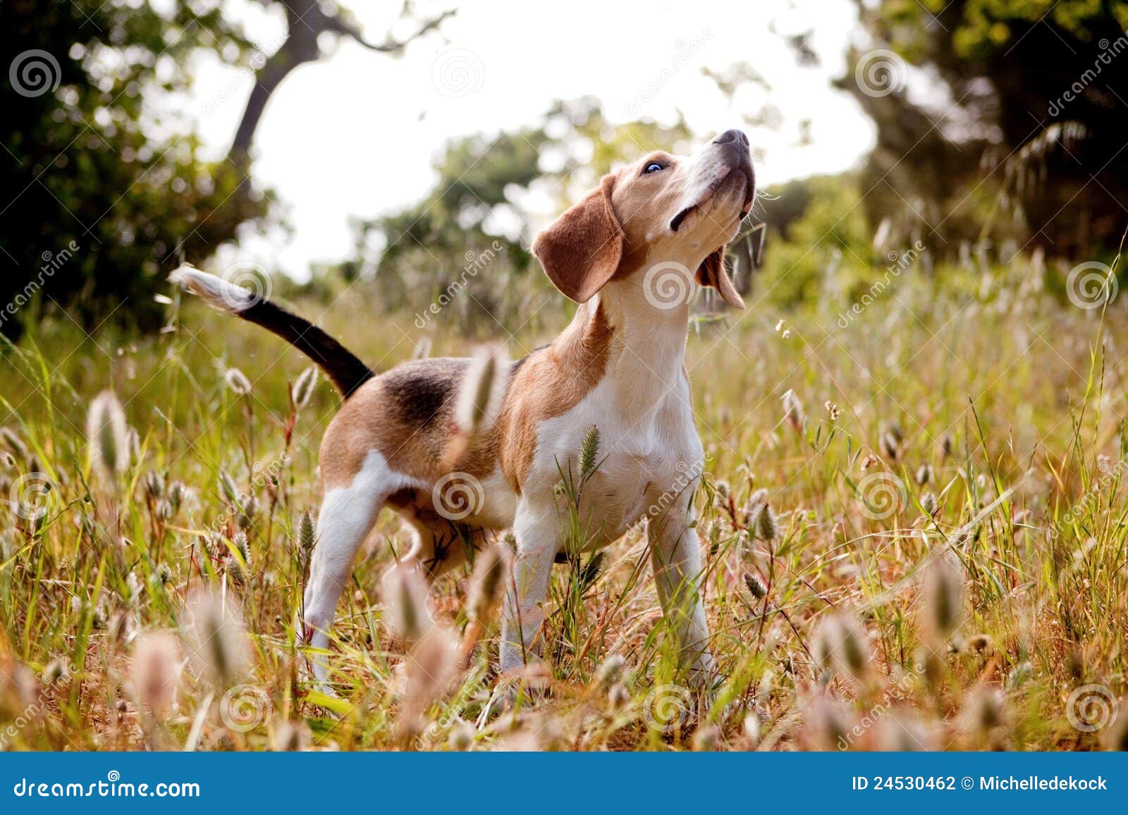Beagle pointing stock photo. Image of adorable, hairy - 24530462