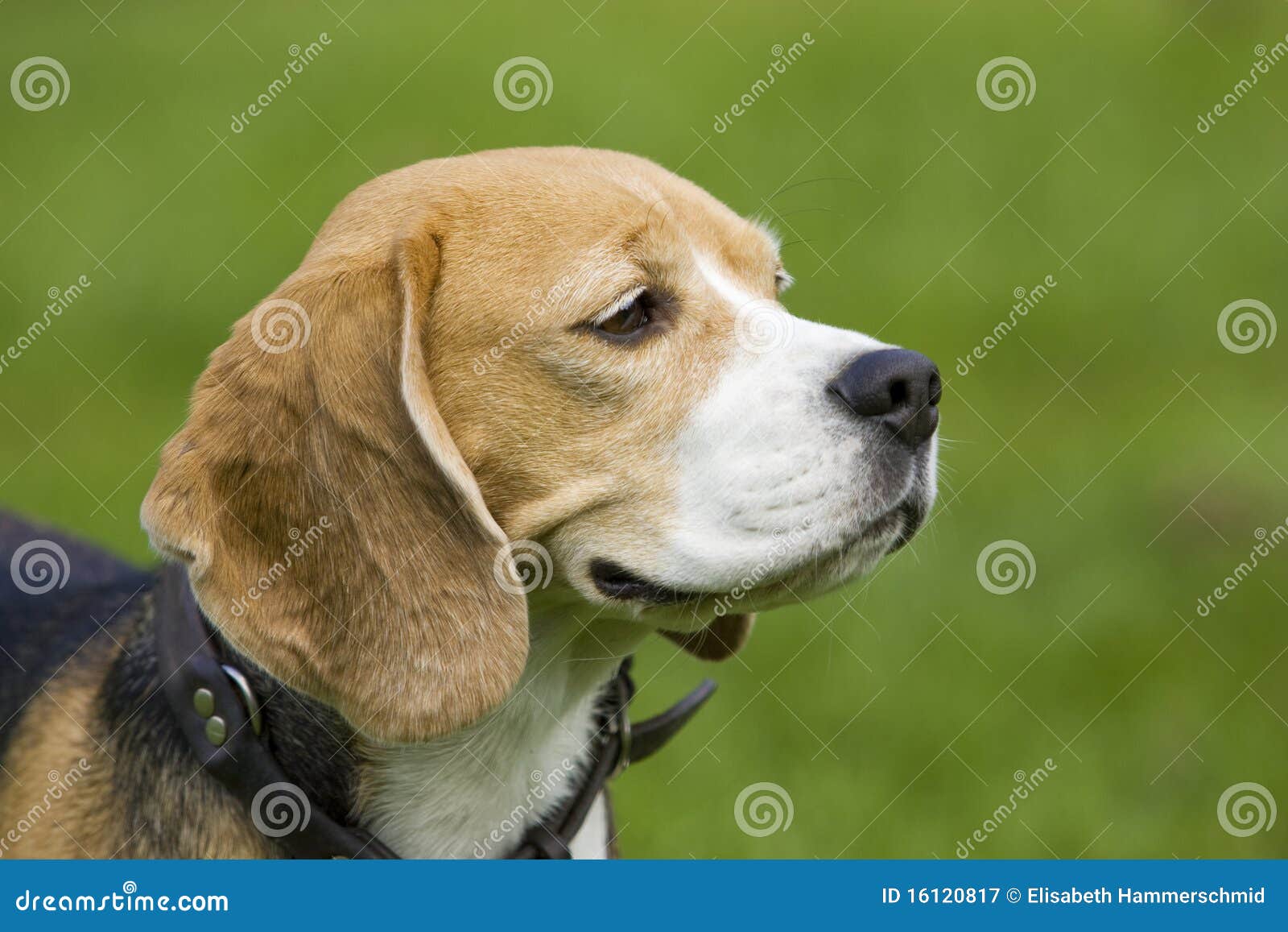 Beagle Portrait stock image. Image of bred, face, female - 16120817
