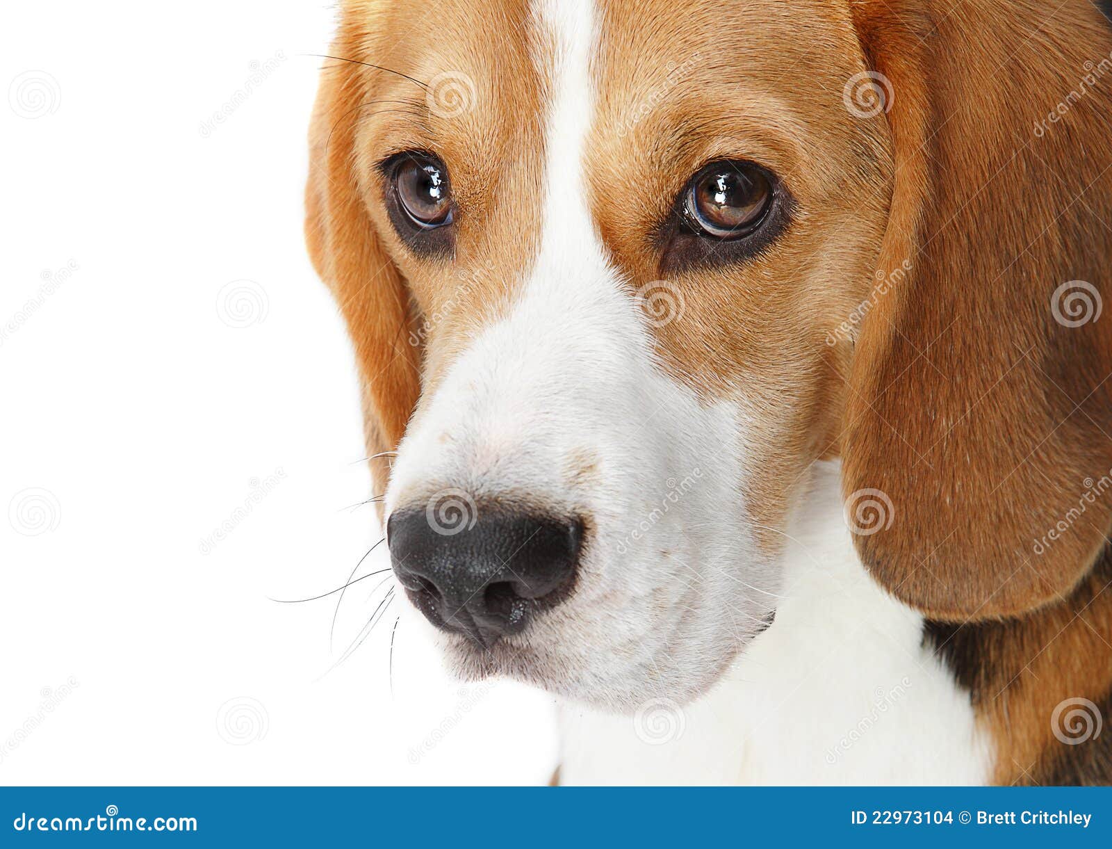 Beagle portrait stock photo. Image of adorable, beagle - 22973104