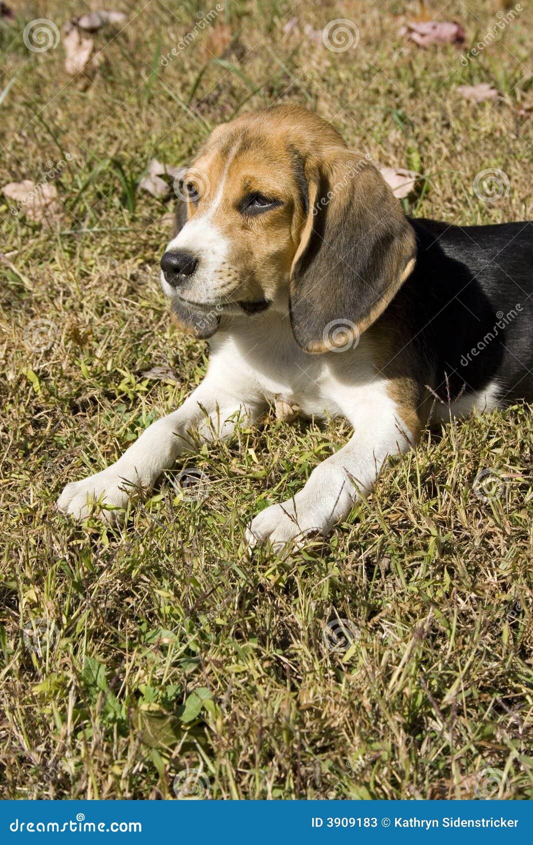 Beagle Portrait stock image. Image of puppy, relaxed, black - 3909183