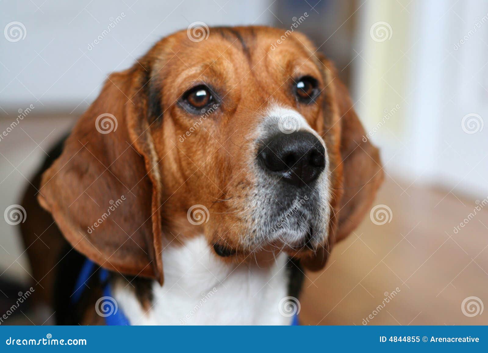 Beagle portrait stock image. Image of background, curious - 4844855