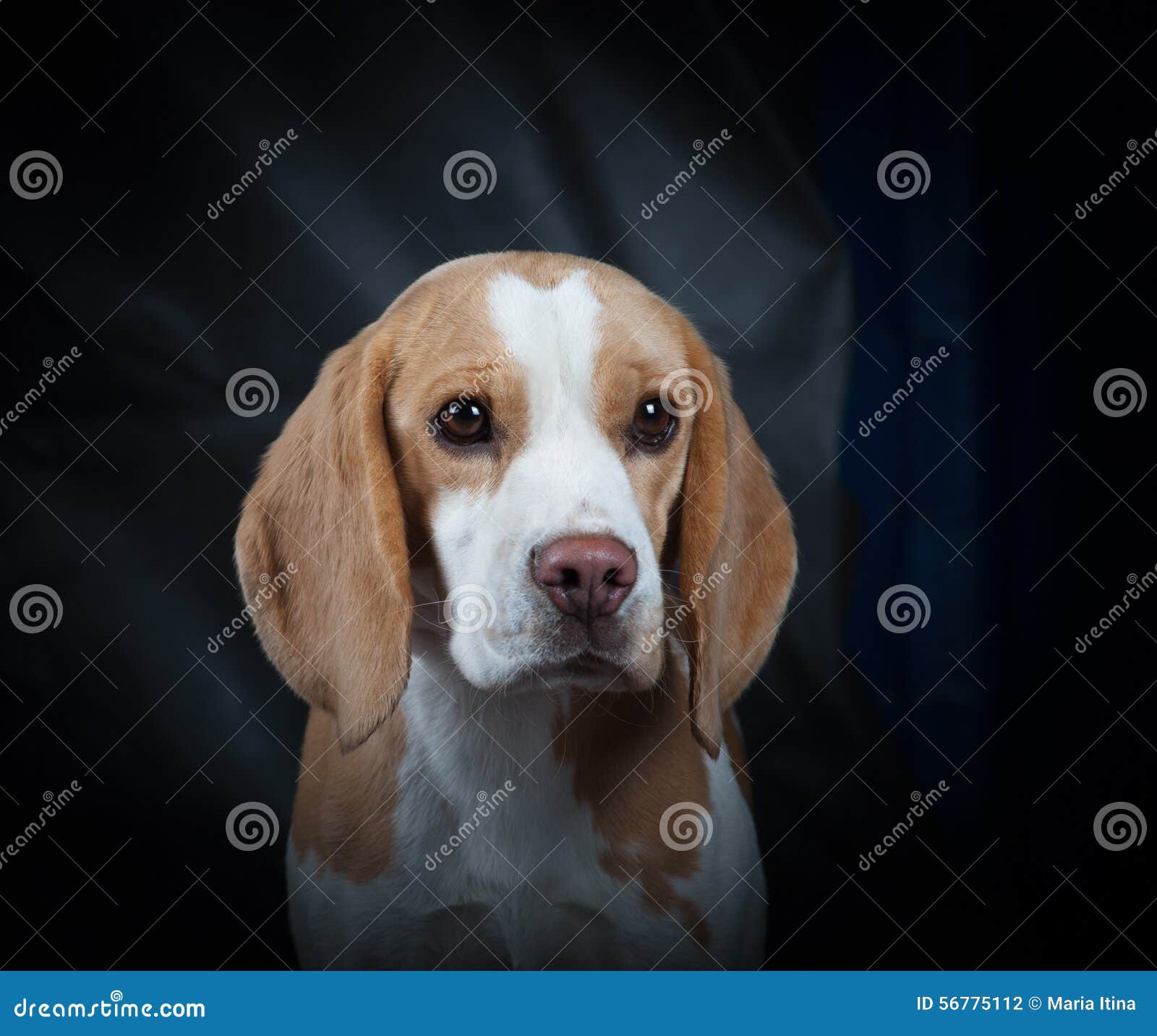 Beagle portrait stock photo. Image of beagle, canine - 56775112
