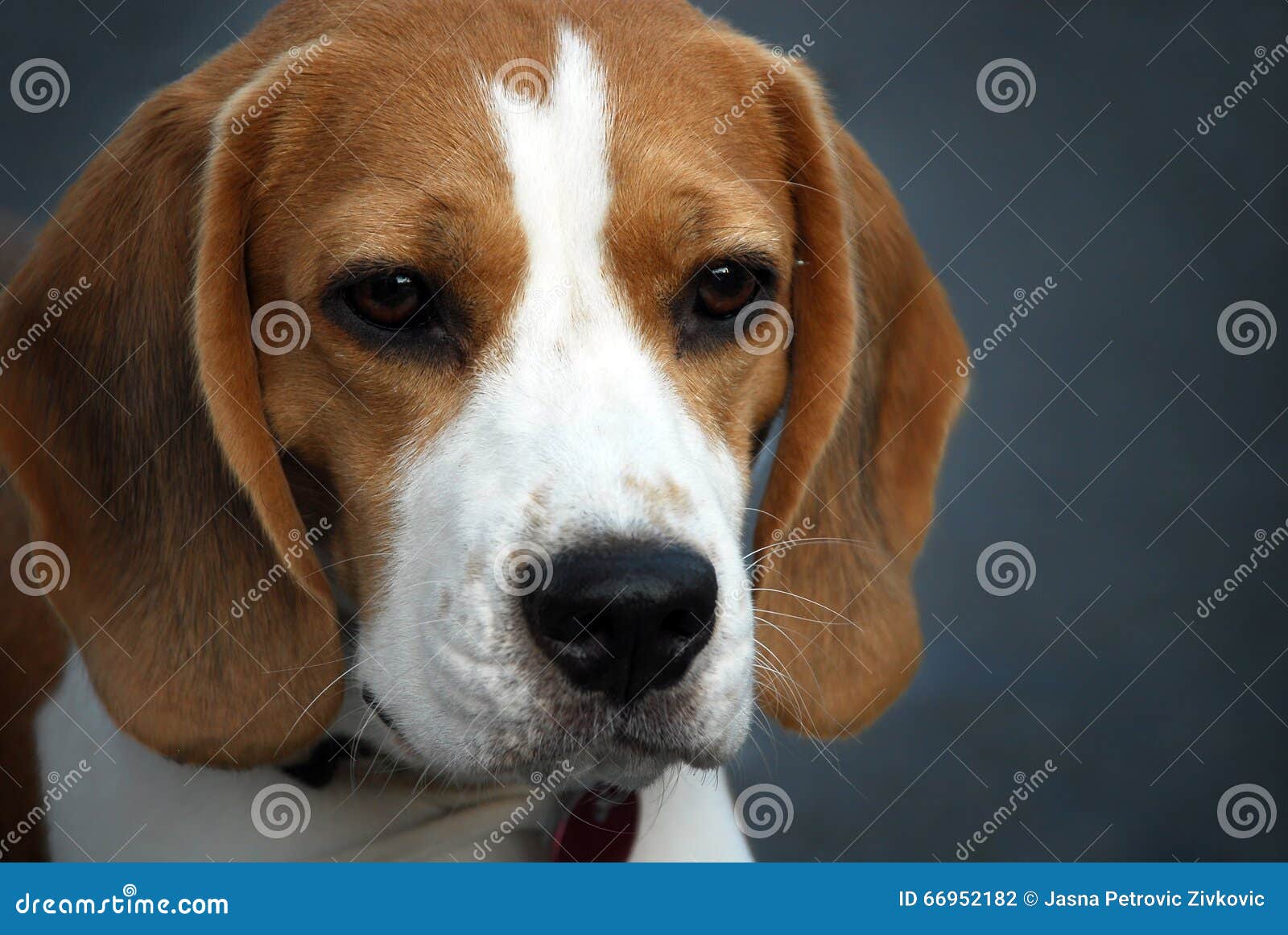 Beagle stock photo. Image of small, softness, snout, copy - 66952182