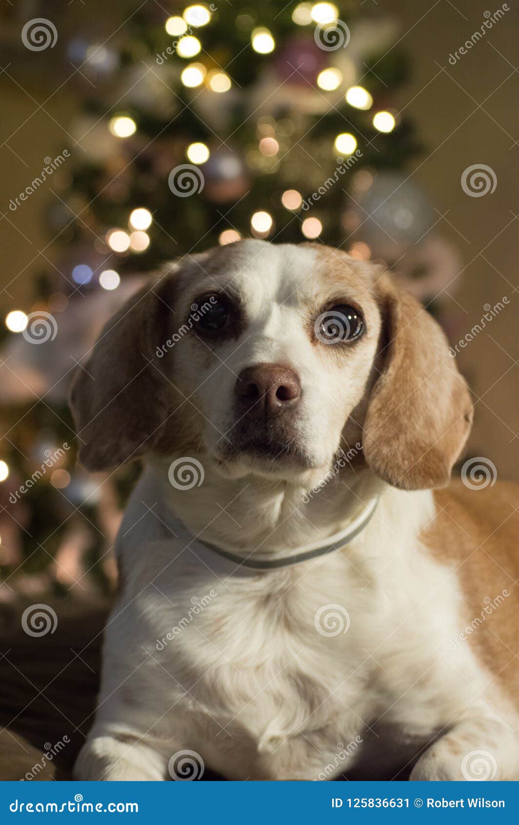 Beagle Posing during Her Christmas Photo Shoot. Stock Image - Image of ...