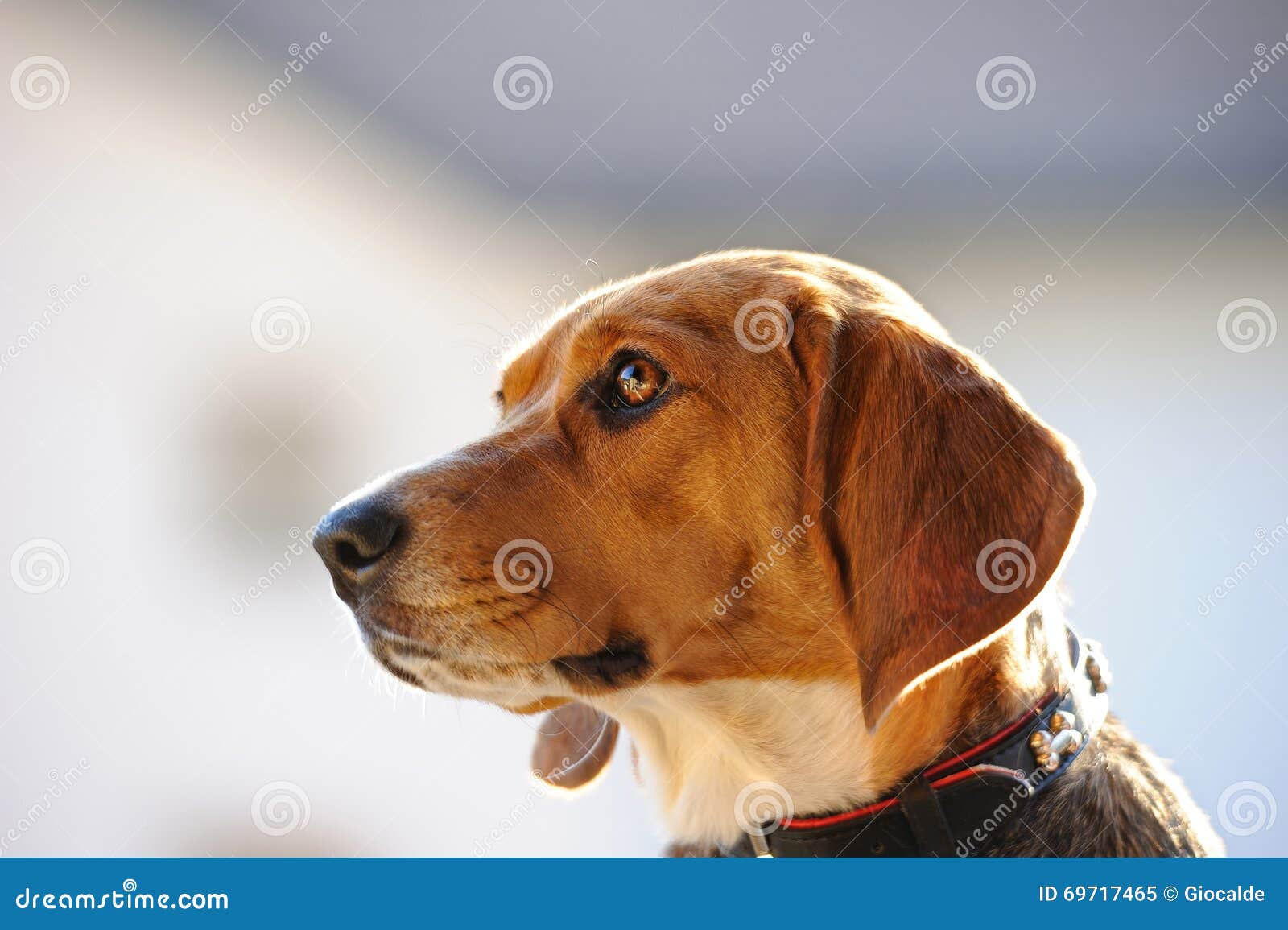 Beagle profile stock image. Image of gaze, brown, head - 69717465