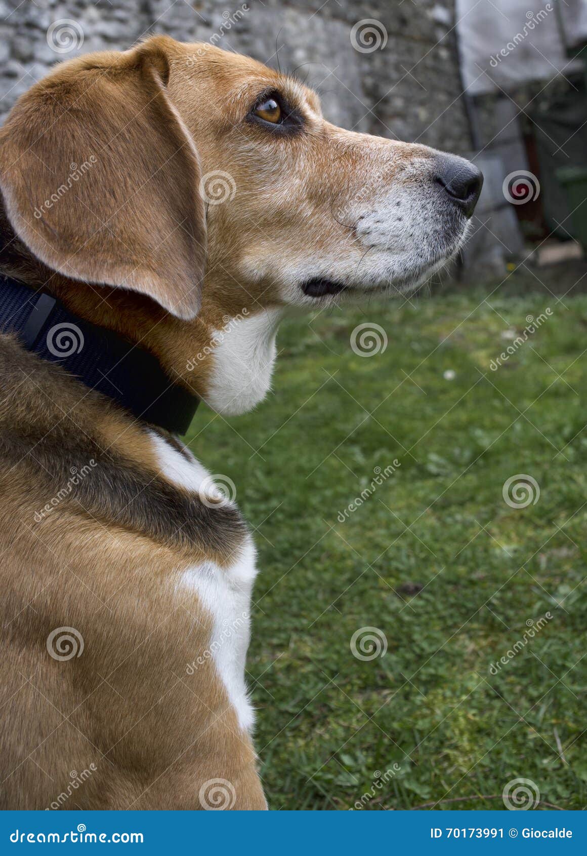 Beagle profile stock image. Image of horizontal, green - 70173991