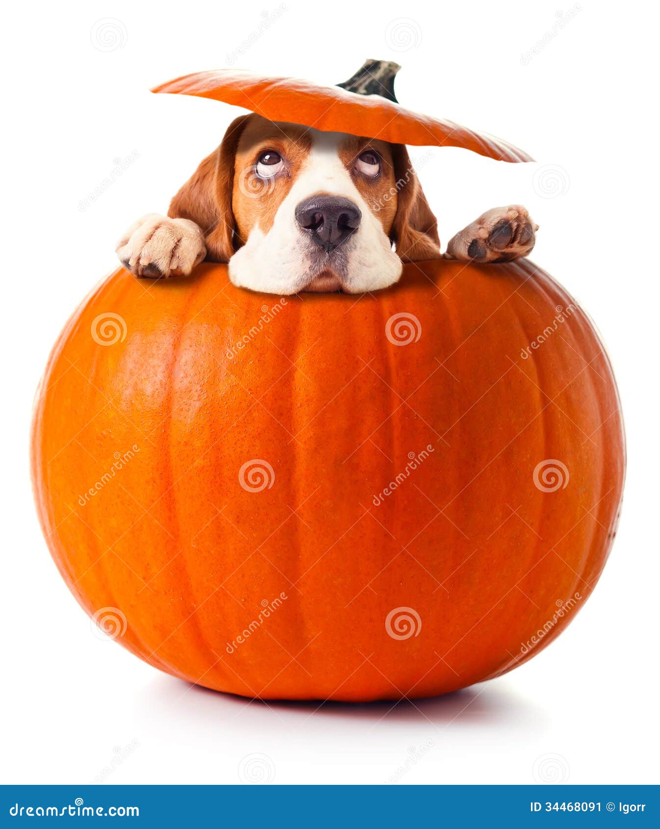 Beagle in pumpkin stock image. Image of healthy, fresh - 34468091