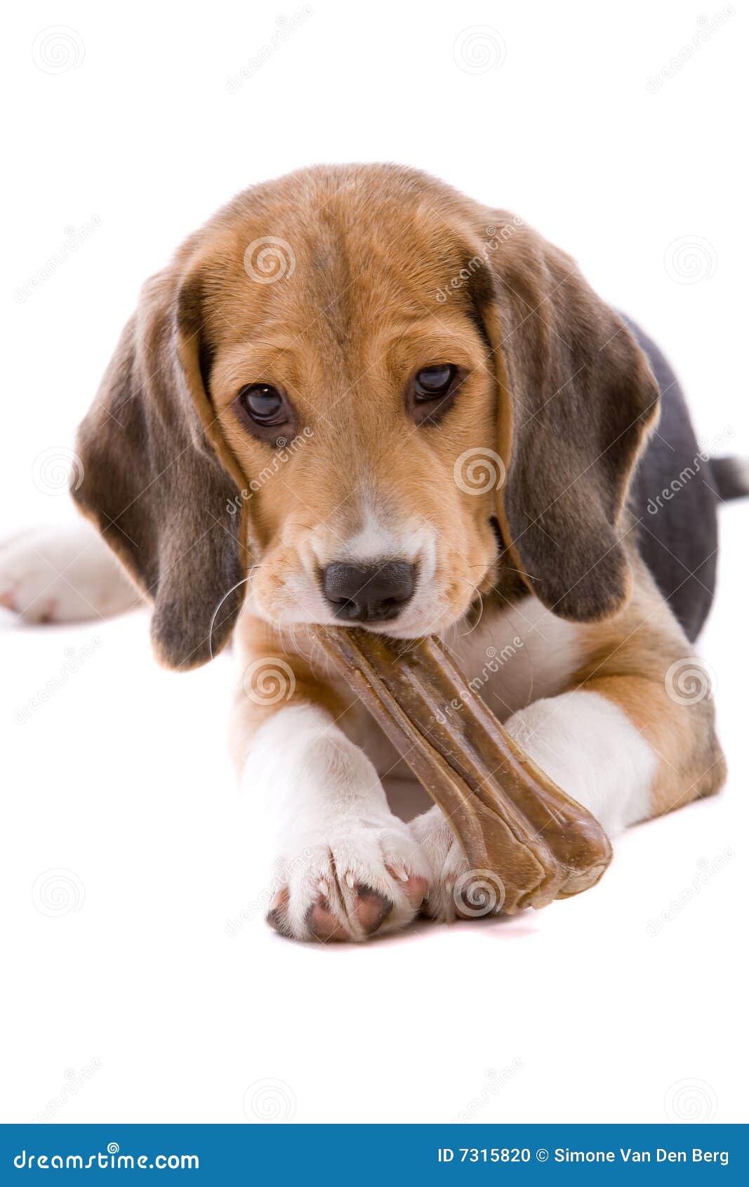 Beagle pup stock photo. Image of purebred, young, food - 7315820