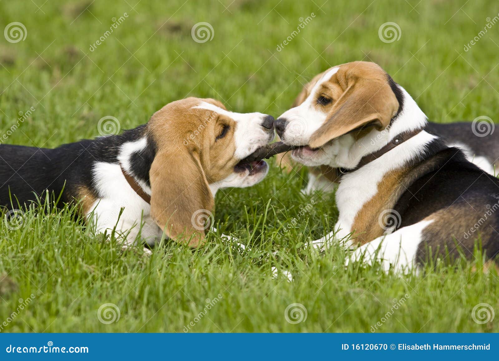 Beagle puppies playing stock photo. Image of hound, puppy - 16120670