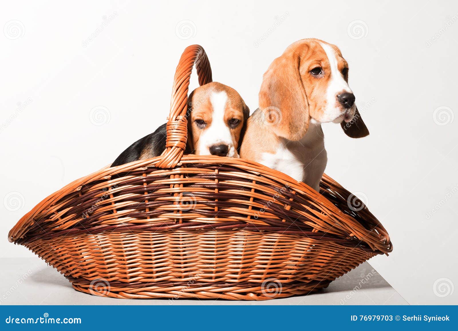 Beagle puppies stock image. Image of cute, basket, canine - 76979703